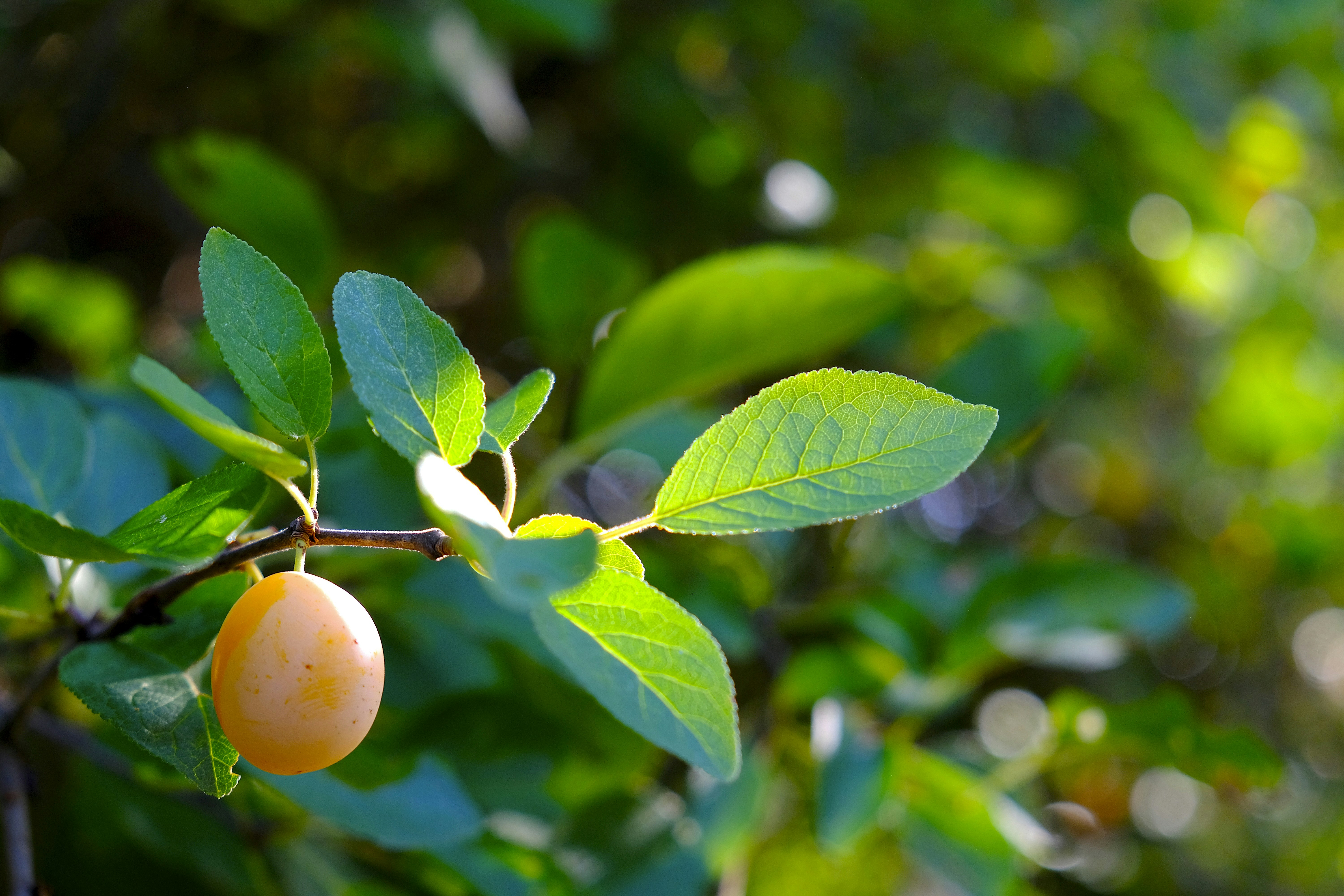 Close-up of a ripening plum on a branch with vibrant green leaves in soft, sun-dappled light; a natural fruit portrait in an orchard setting.