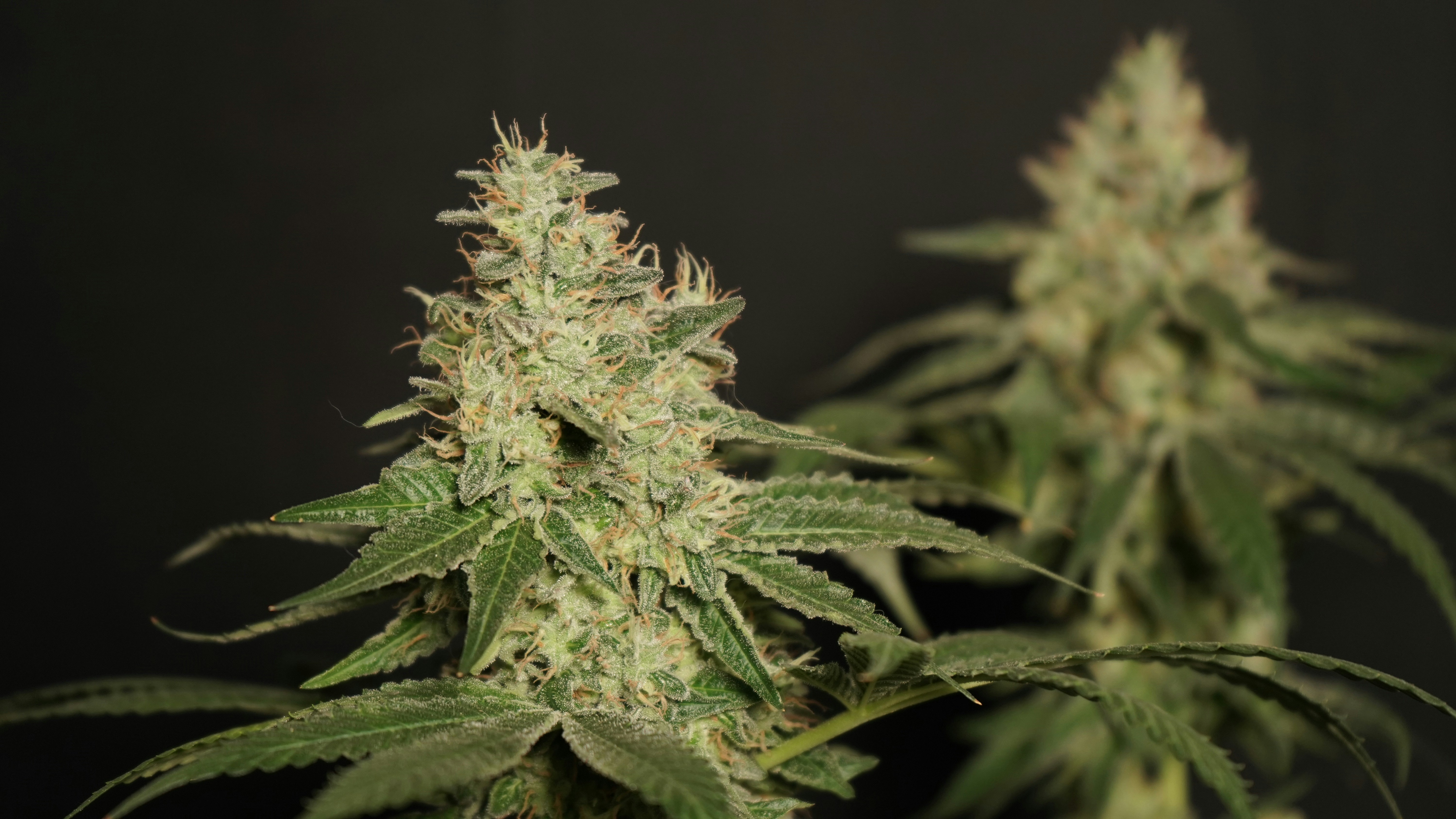 Dense cannabis cola glinting with trichomes against a shadowy backdrop