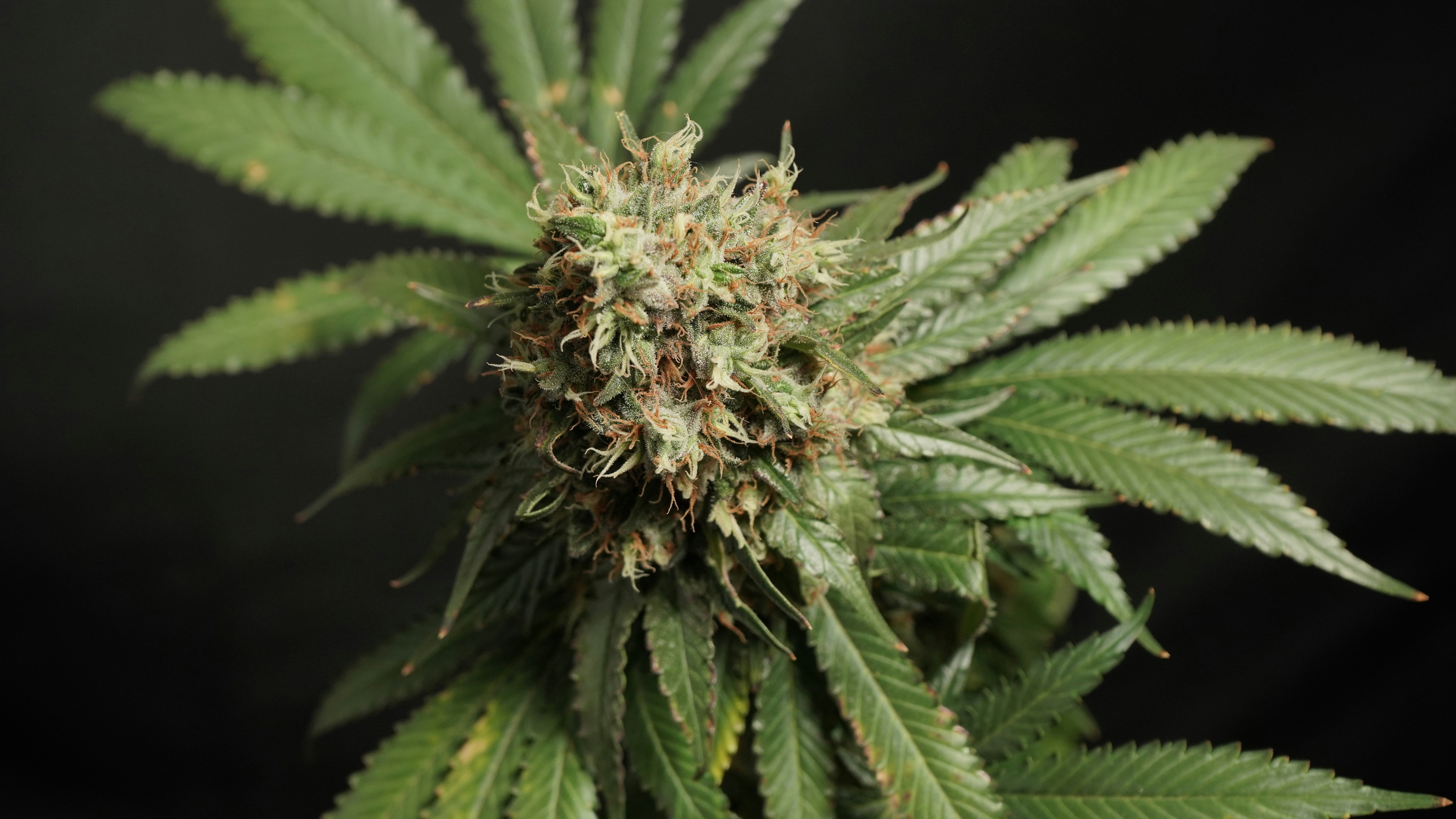 Cannabinoid Crown: a close-up on the flowering cannabis bud