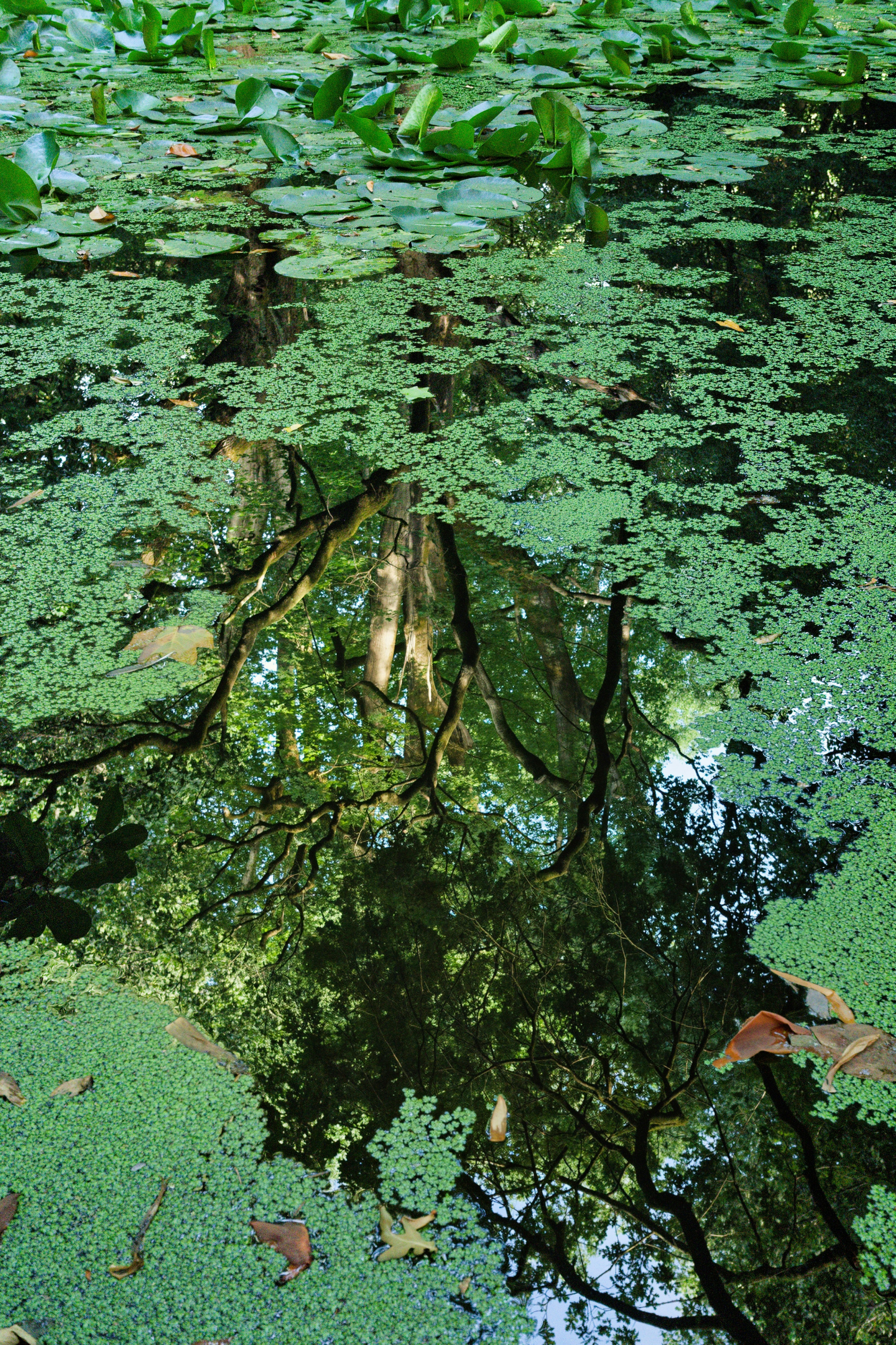 Reflections of a Quiet Canopy: A Verdant Pond's Hidden Sky