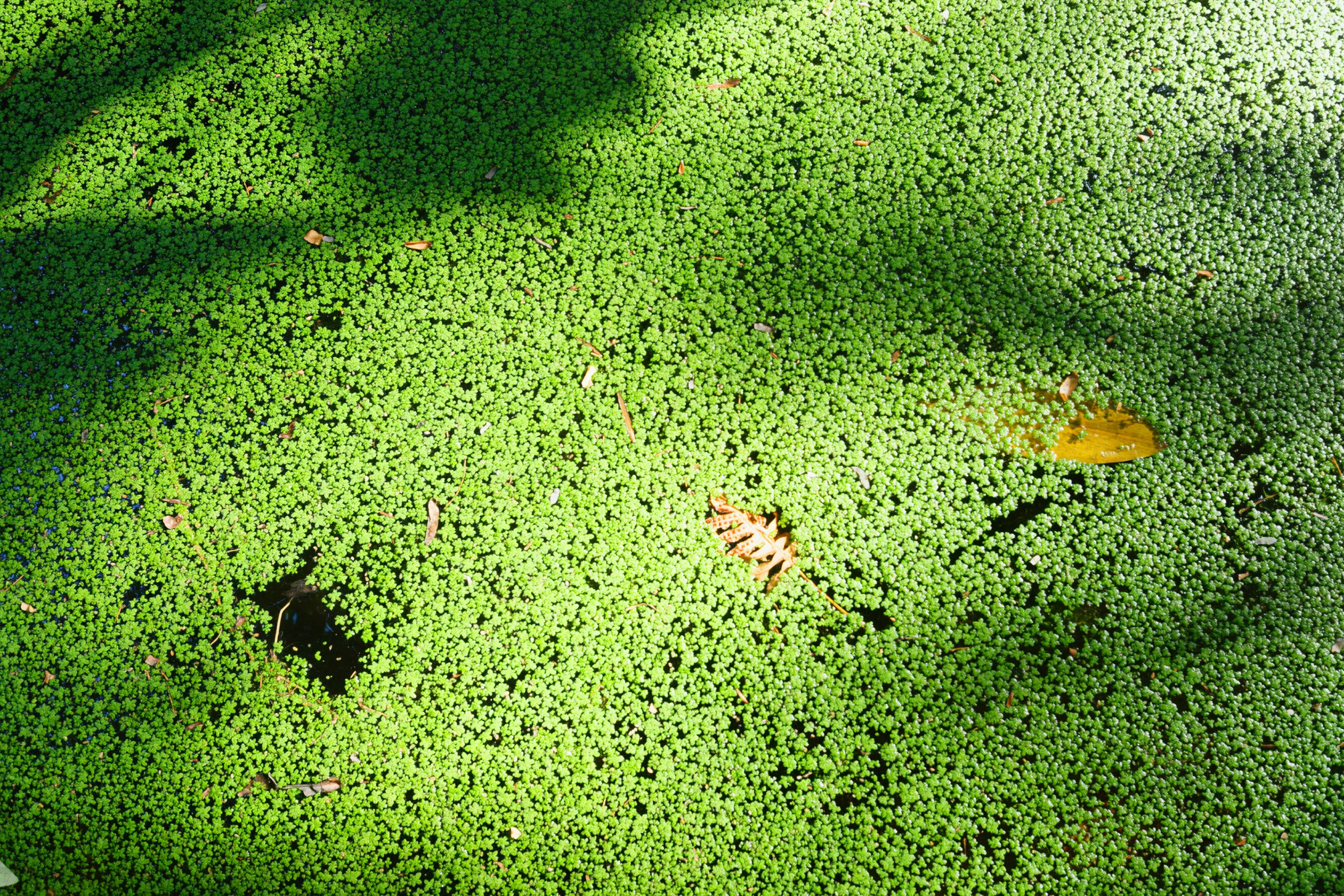 Emerald Carpet: Close-up of Pond Duckweed with Subtle Shadow Play