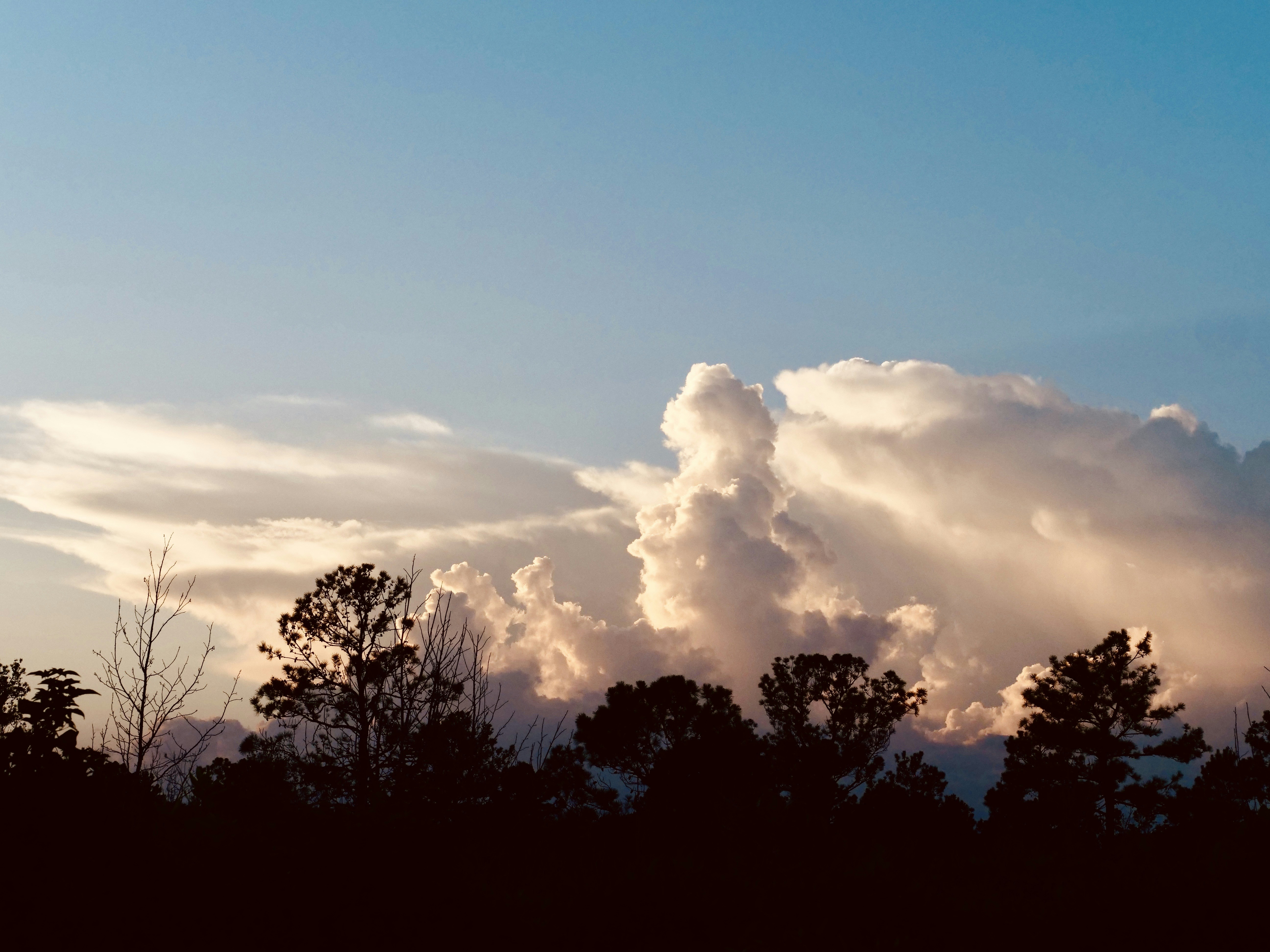 Silhouetted Pines beneath a Towering Cloud at Dusk