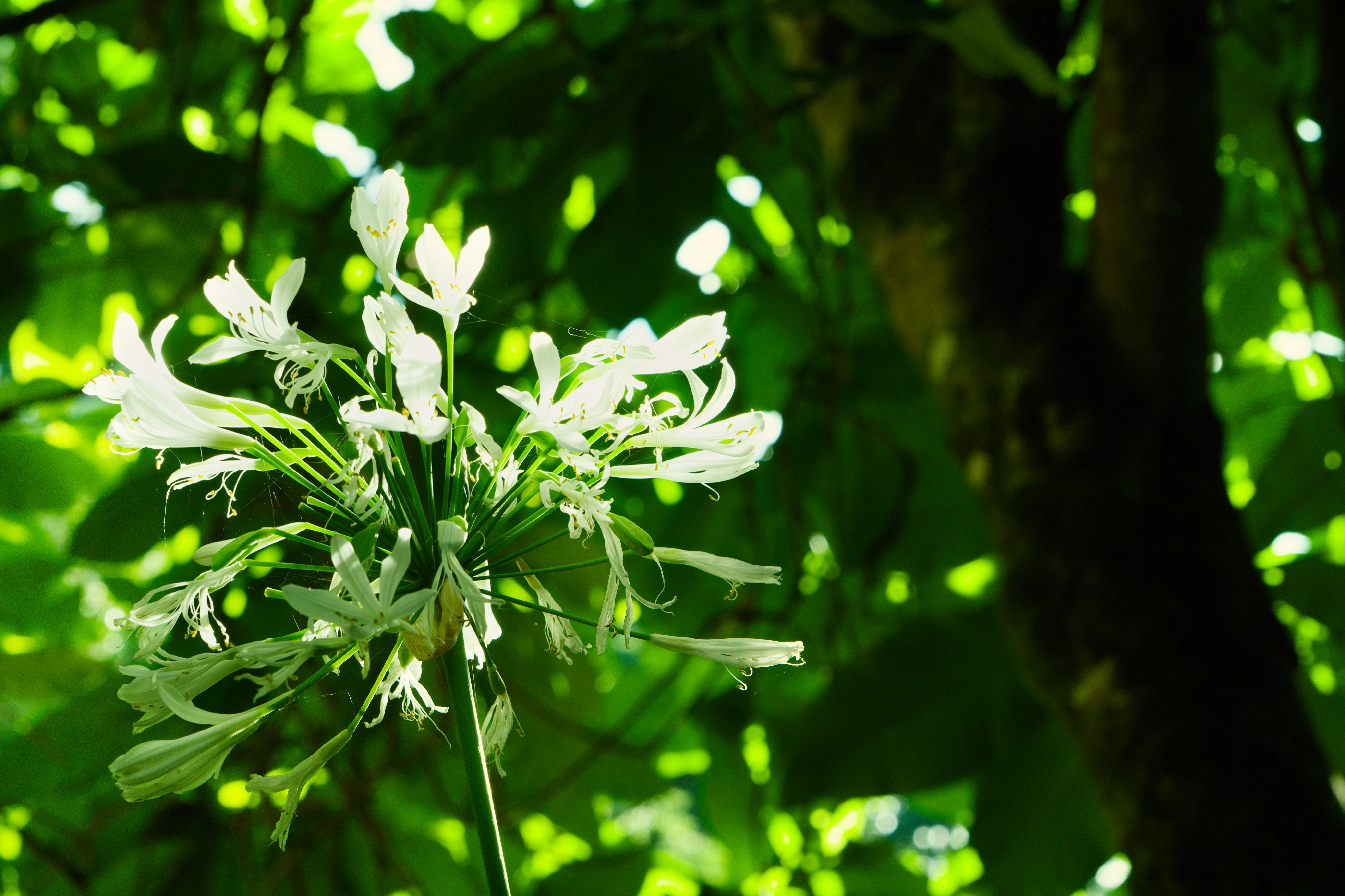 White bloom cluster in dappled forest light