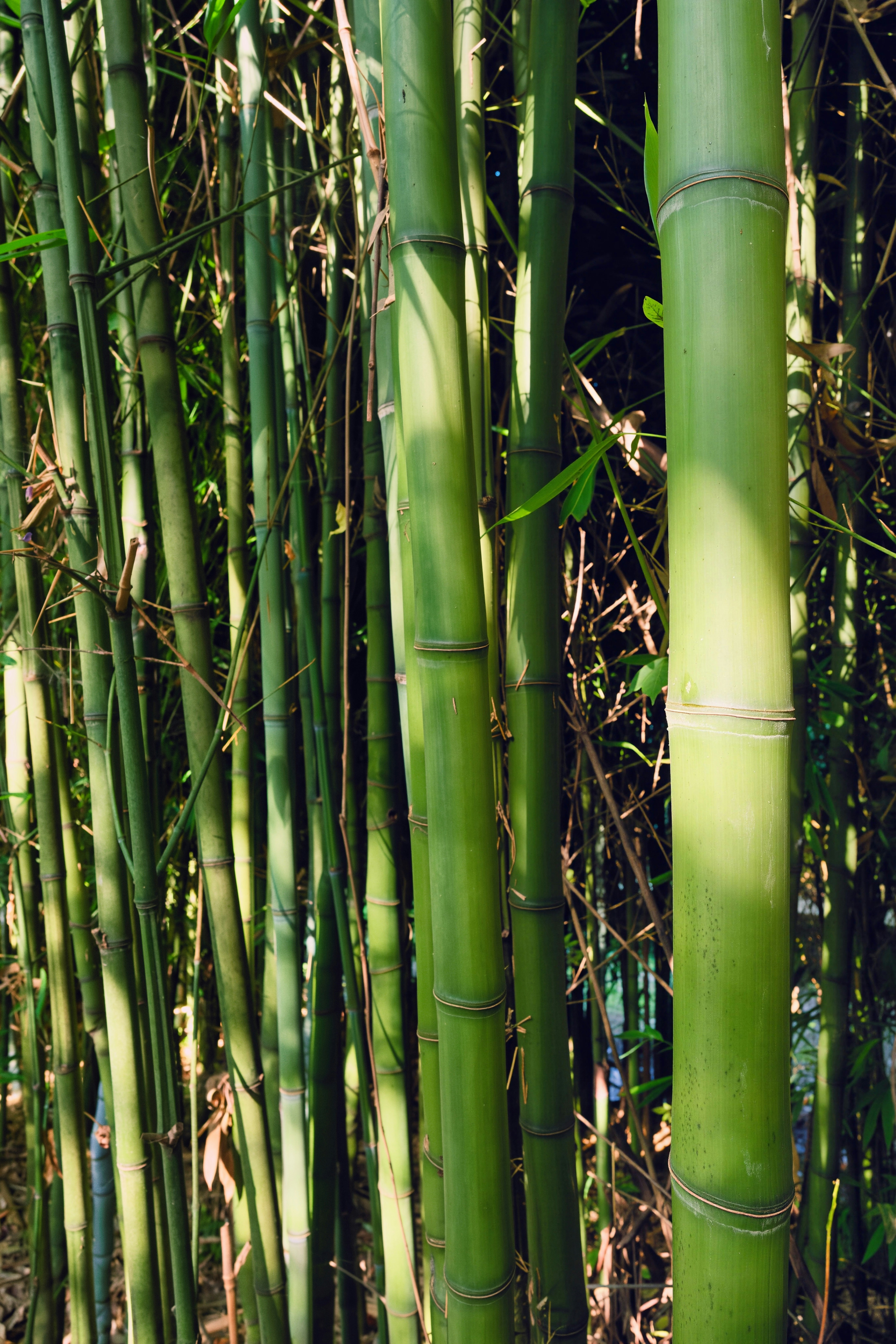 Emerald Thicket: A Closer Stand Amidst Towering Bamboo