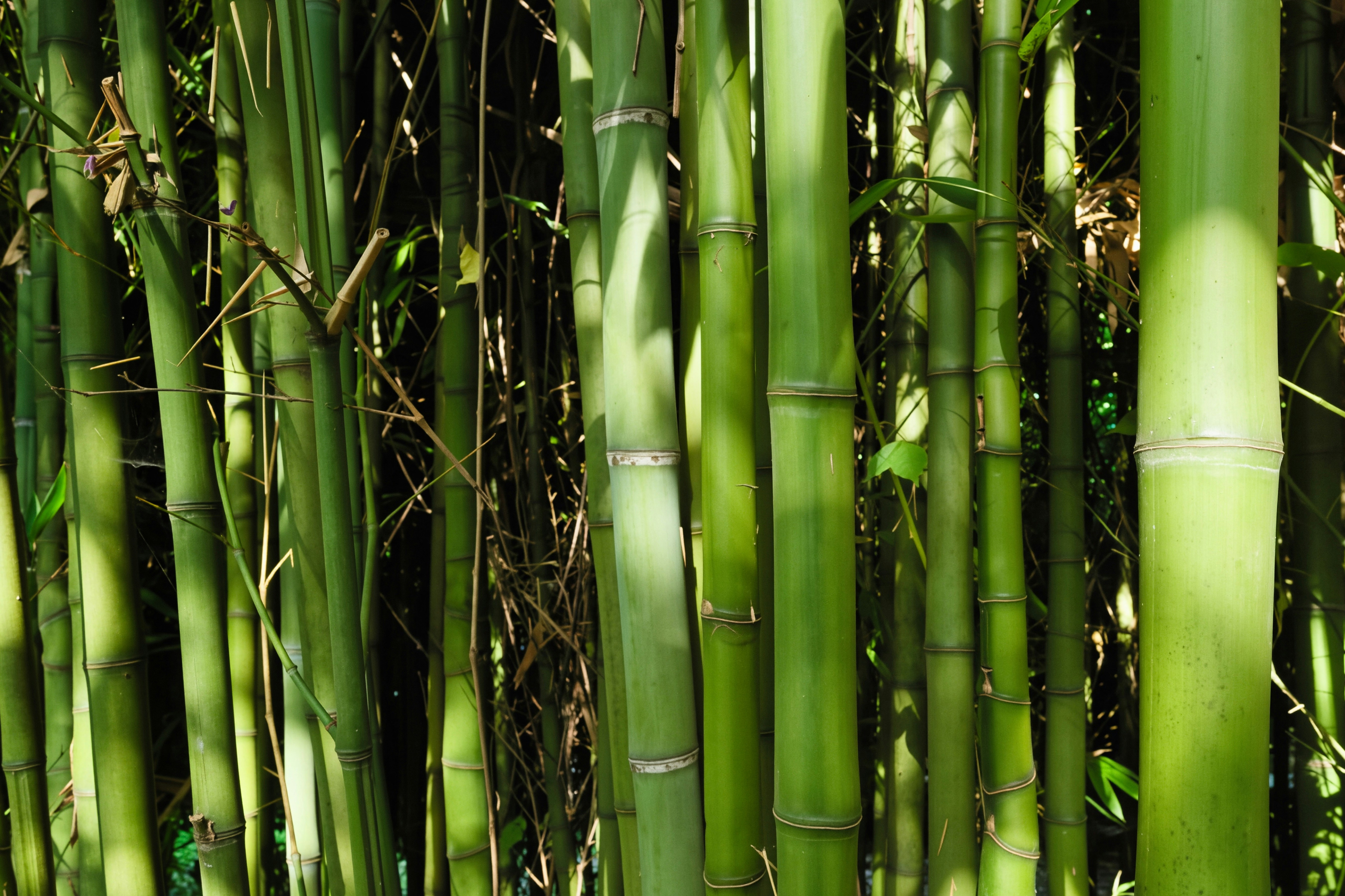 Emerald Columns: A Forest of Bamboo Heights