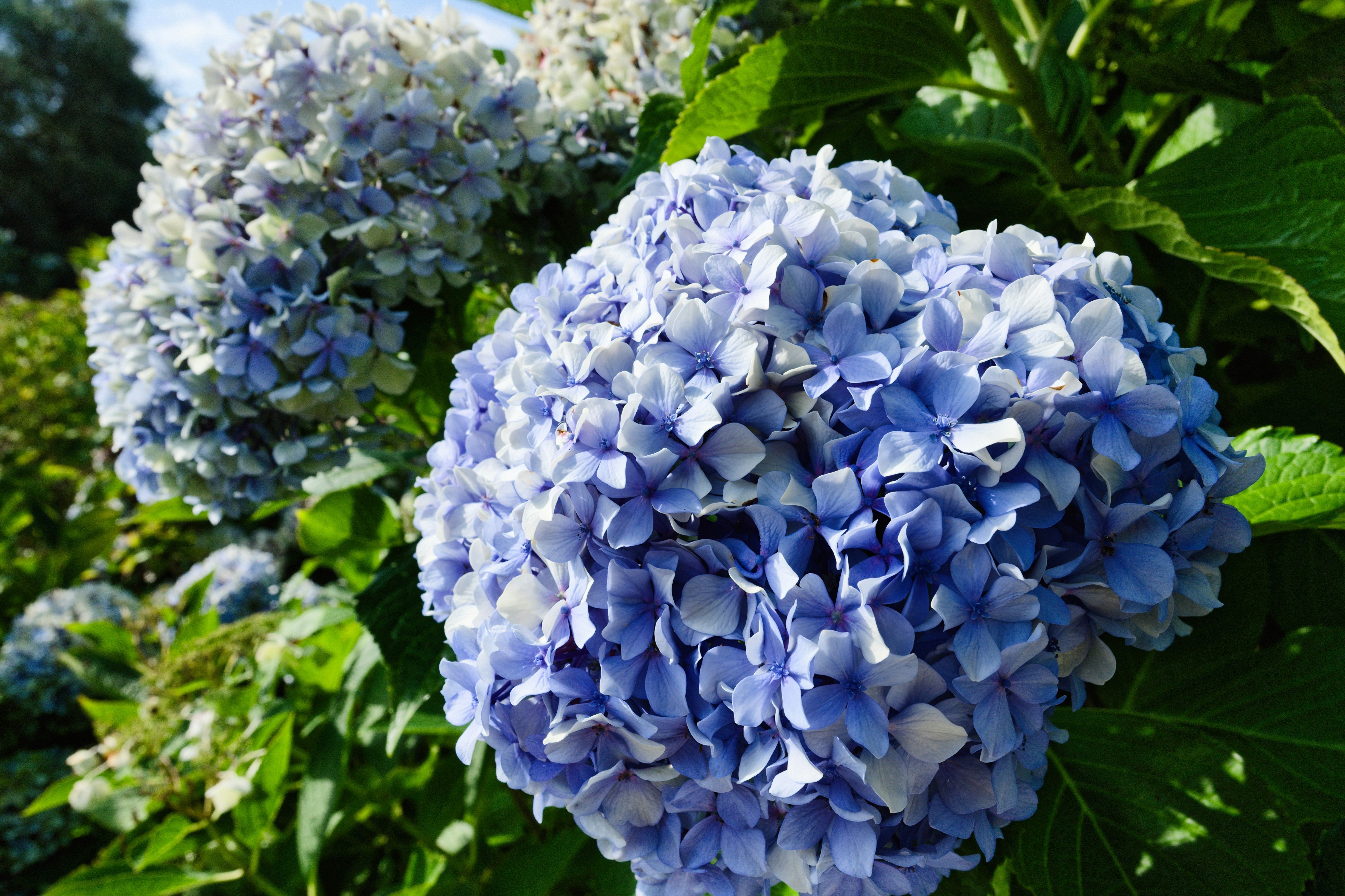 Blue Hydrangea Bloom Dominates a Sunlit Garden