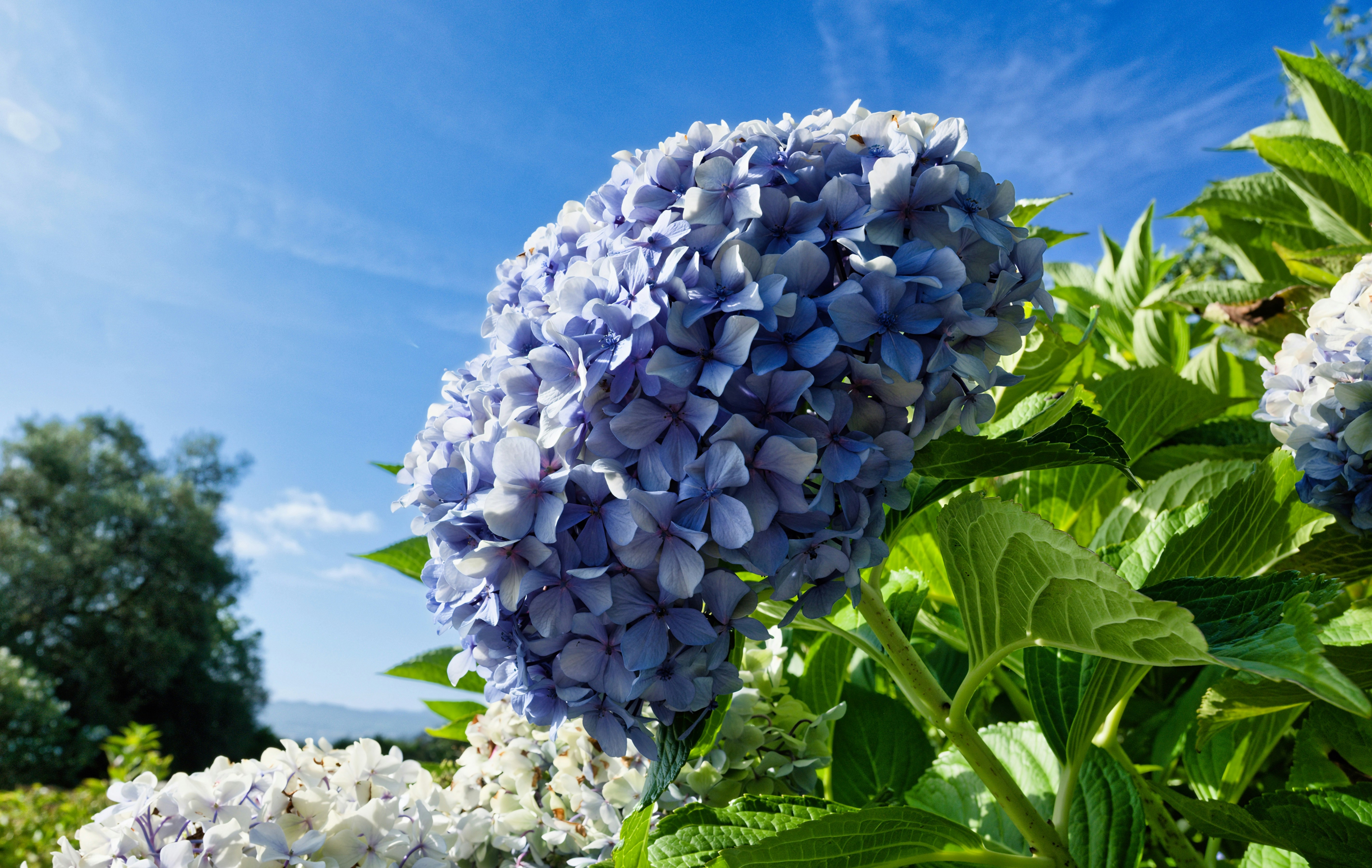 Hydrangea Bloom Under a Clear Summer Sky