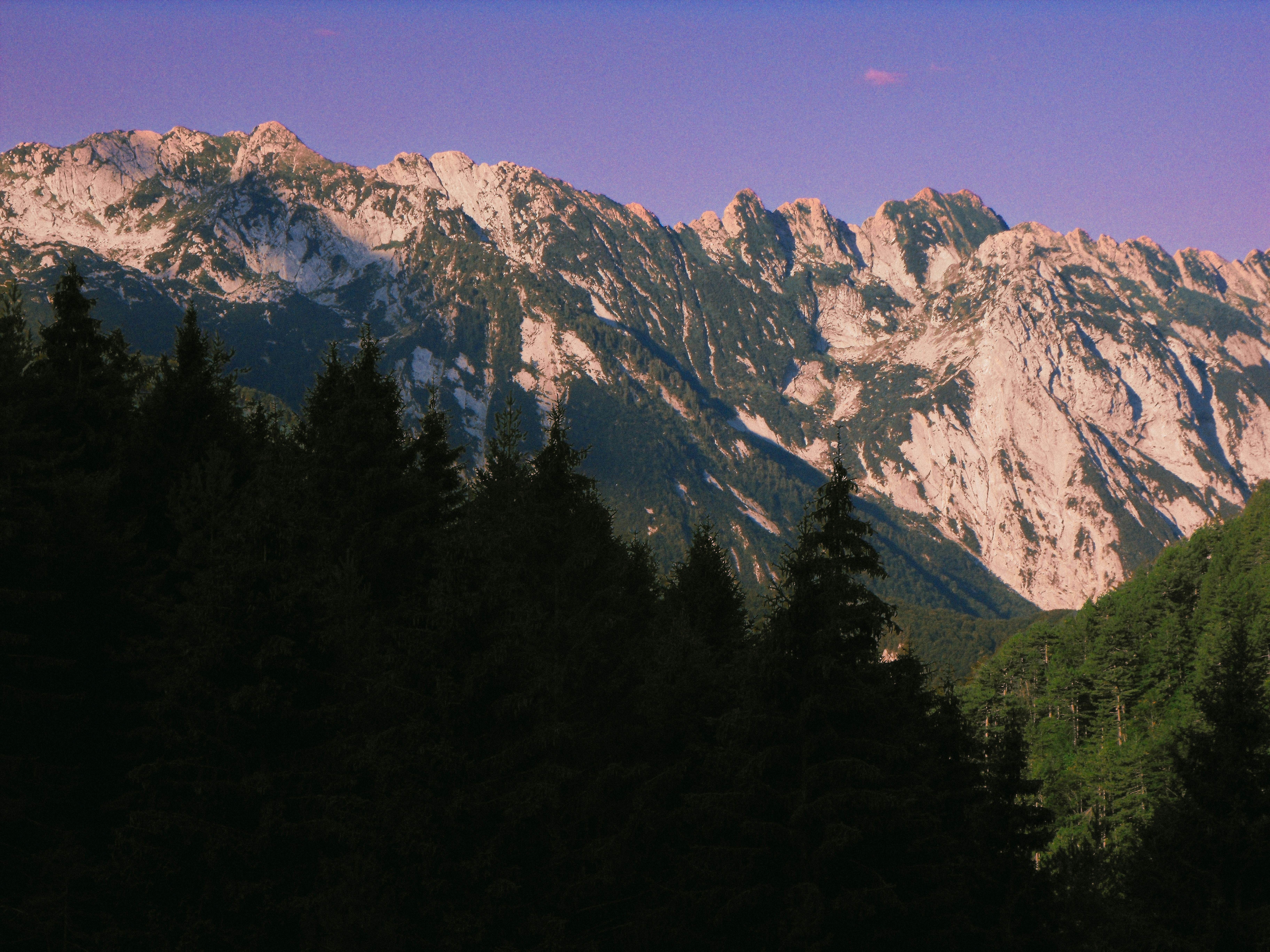 Snowbound Spine: Alpine Peaks Rising Above Dark Pine
