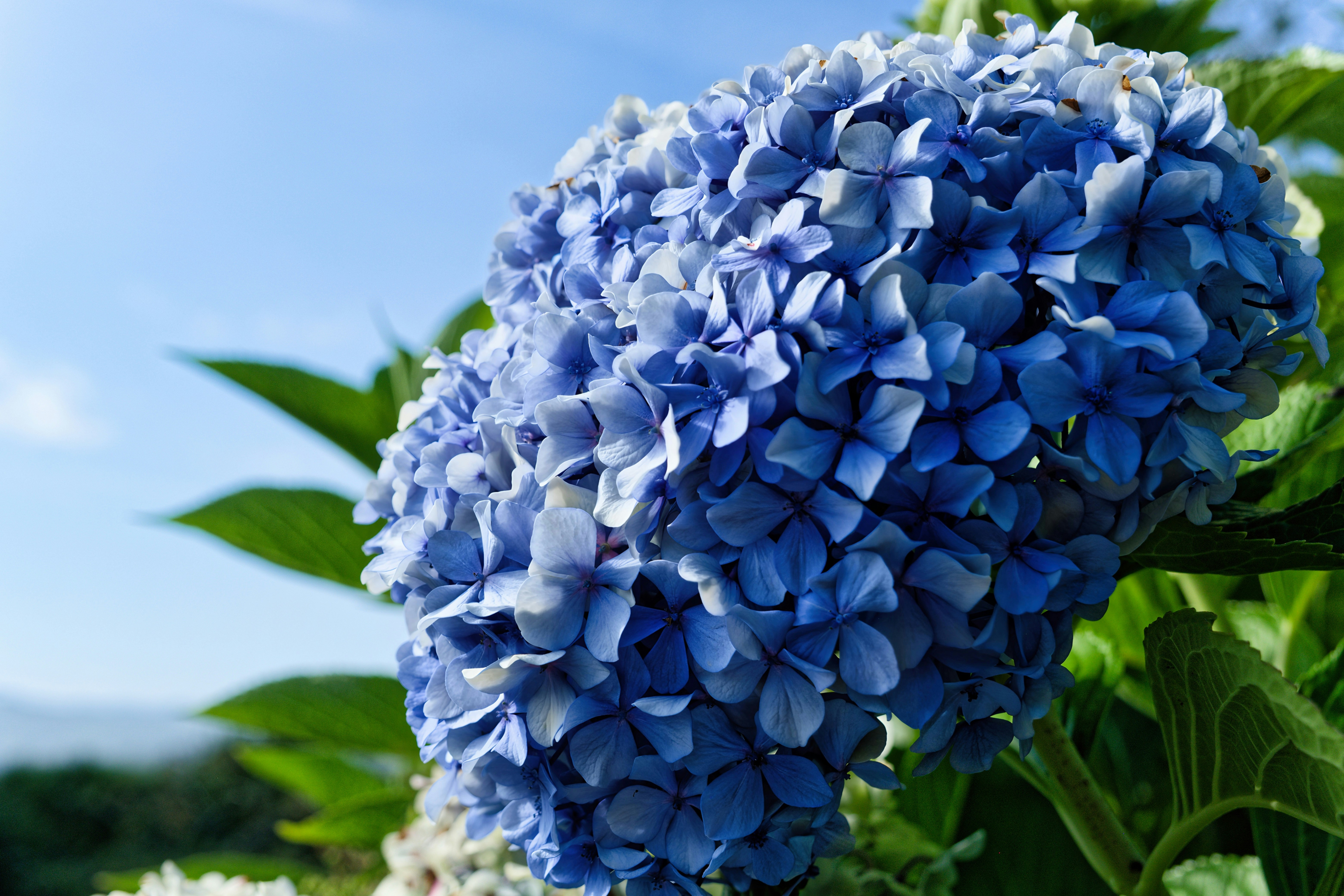 Azure Hydrangea Crown in Sunlit Glen