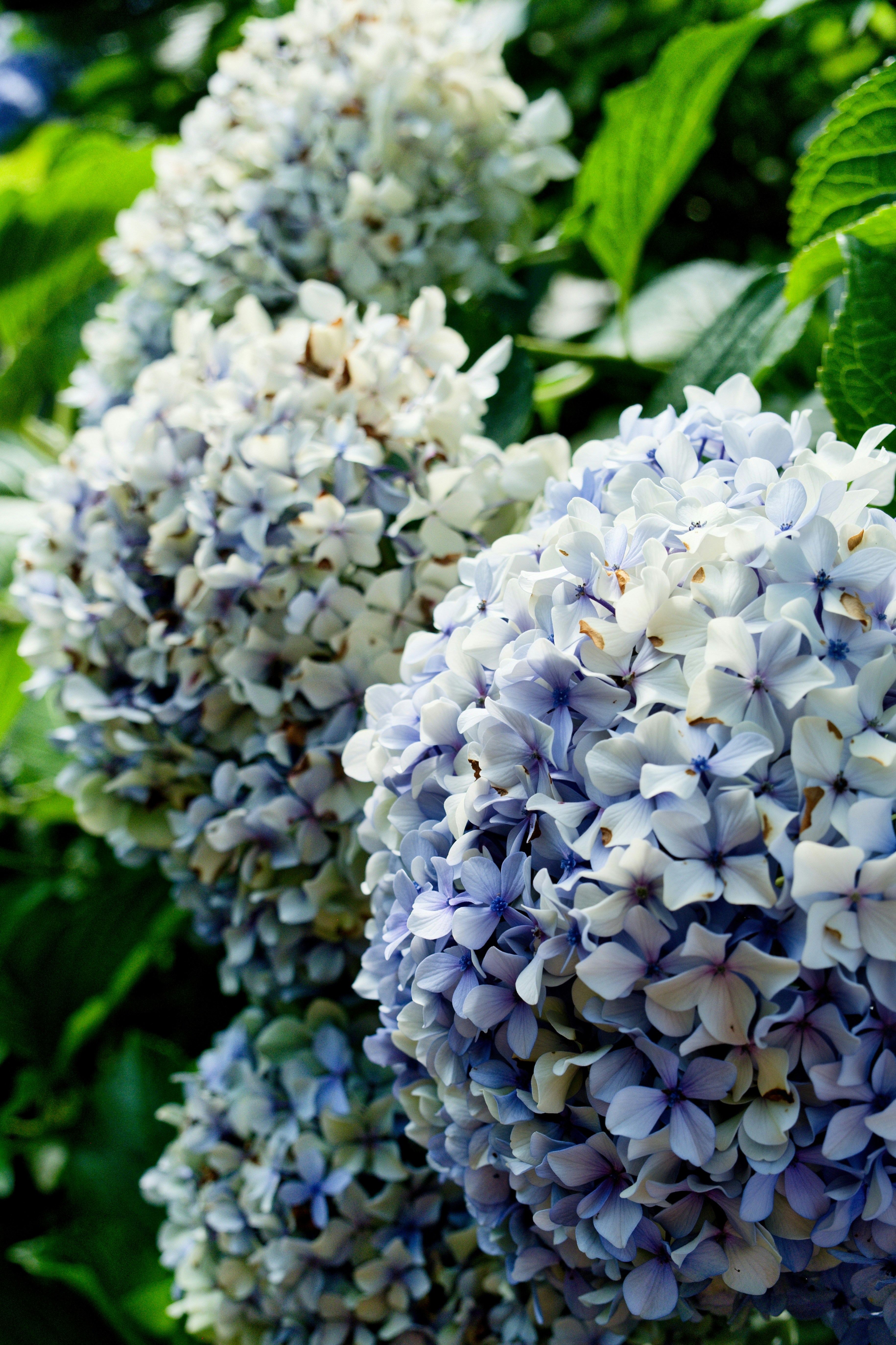 Soft Blue Hydrangea Bunches in Sunlit Garden