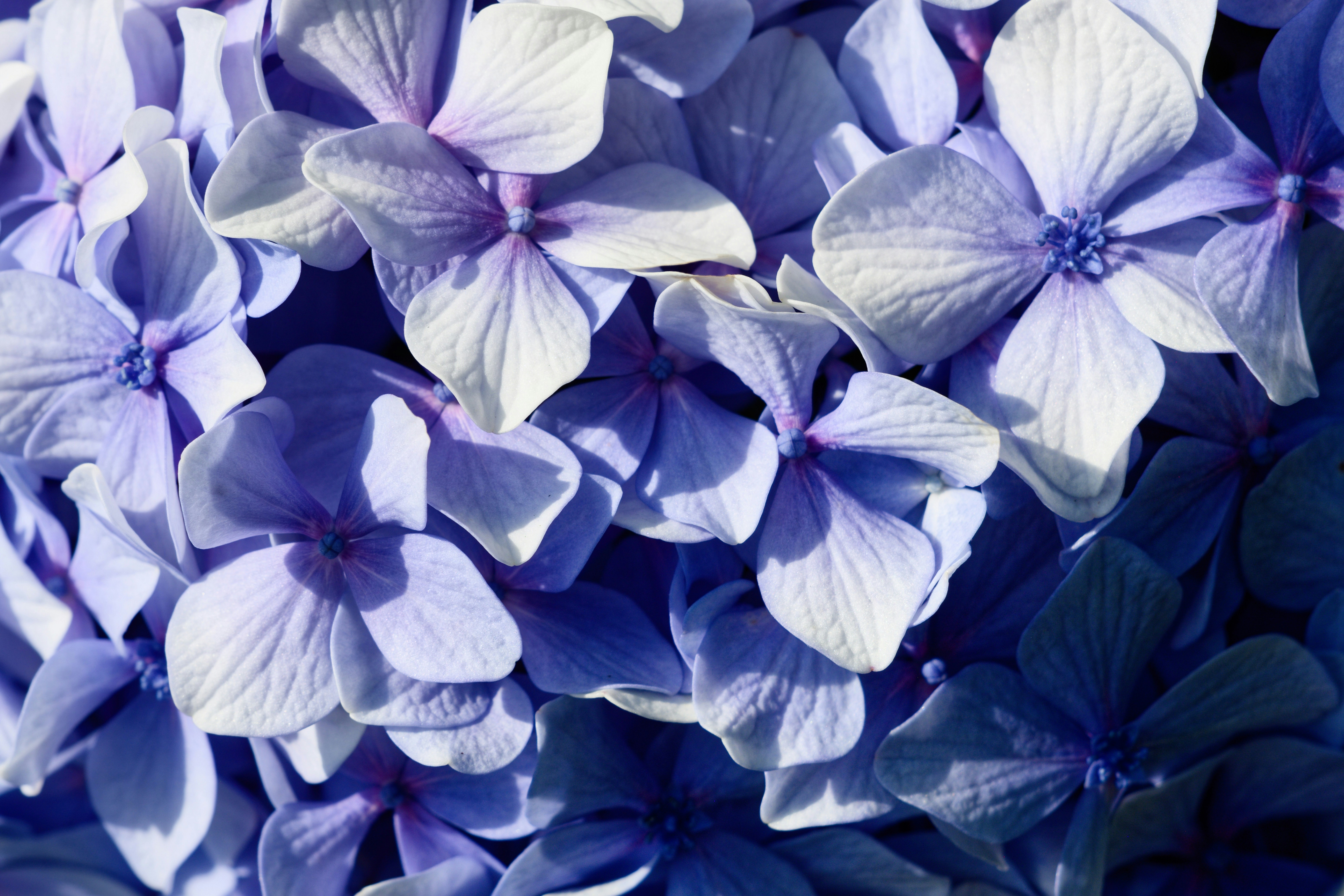 Petals in Violet: A Close-Up Hydrangea Mosaic