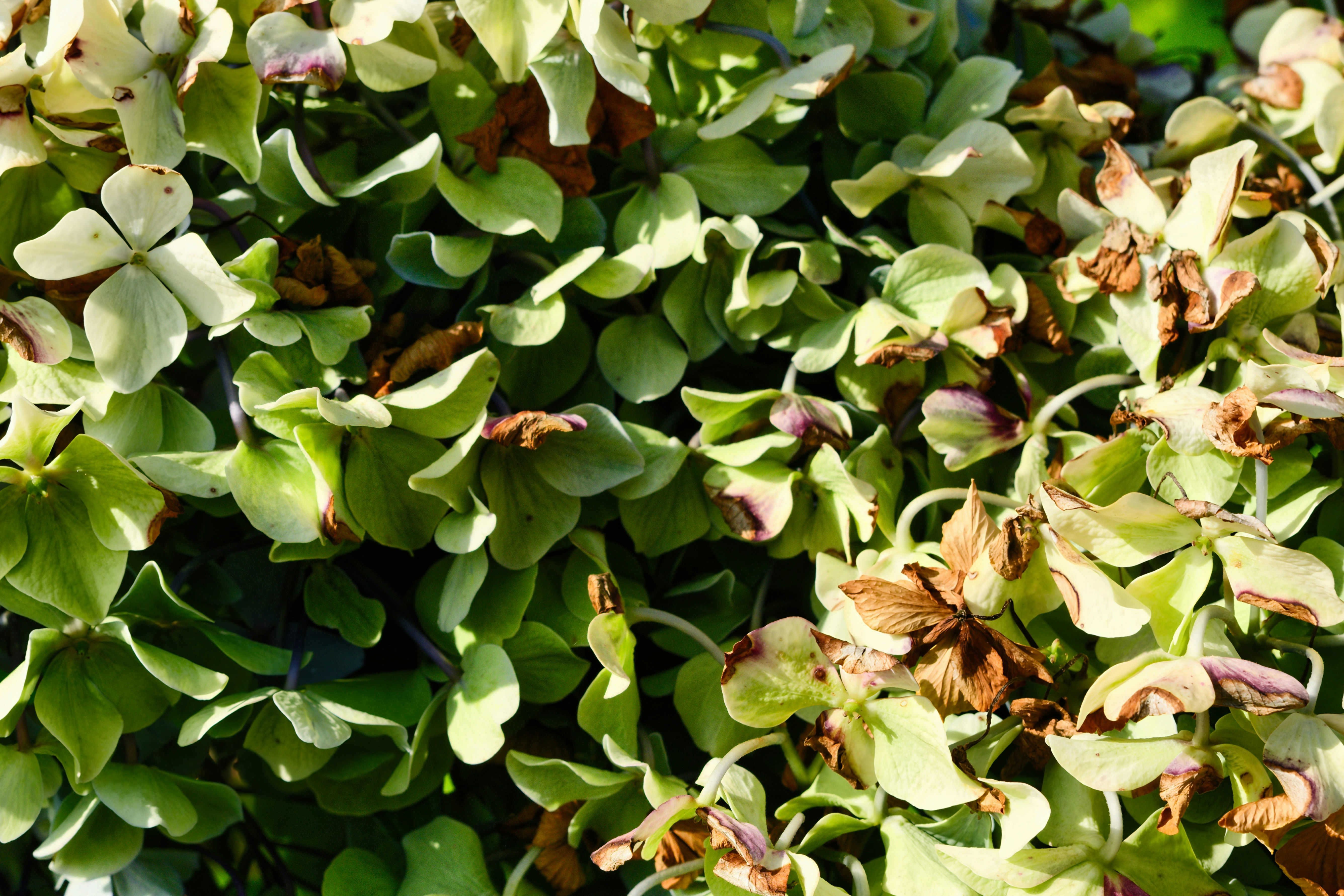 Verdant Overgrowth: Sunlit Leaves with Subtle Browns