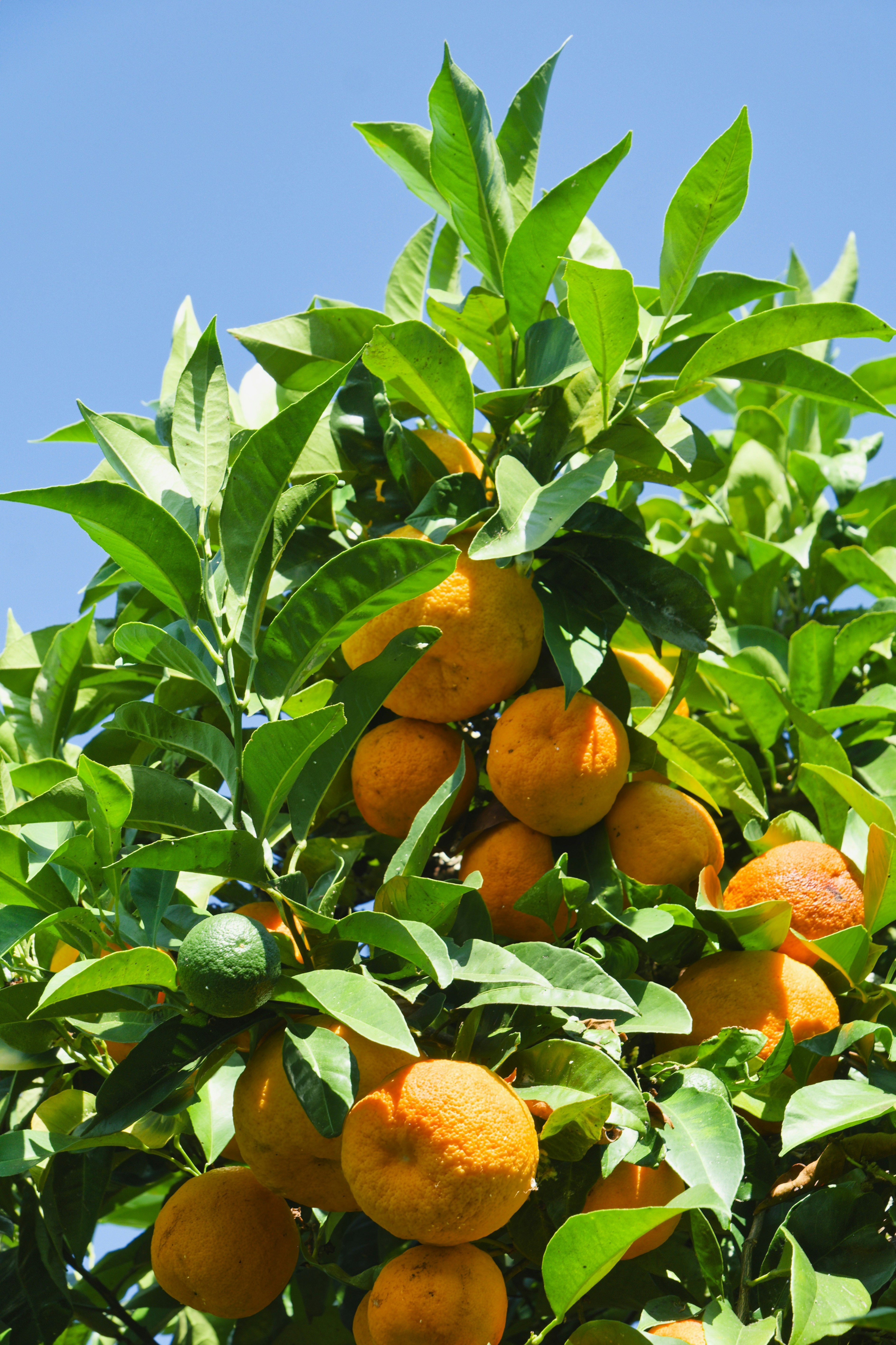 Sunlit Orange Grove: A Bright Burst of Citrus