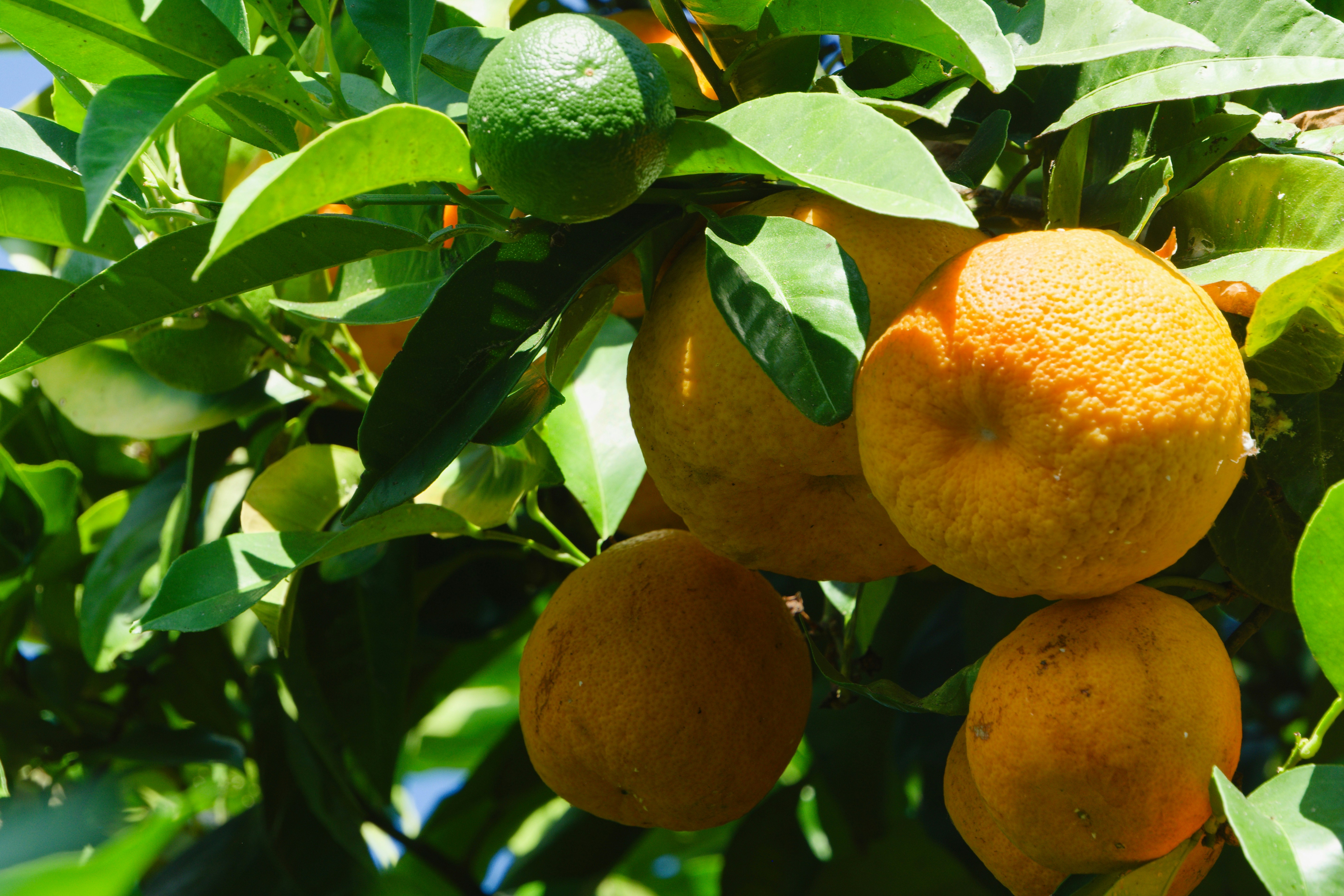 Sunlit Oranges: Juicy Harvest on a Bright Citrus Tree