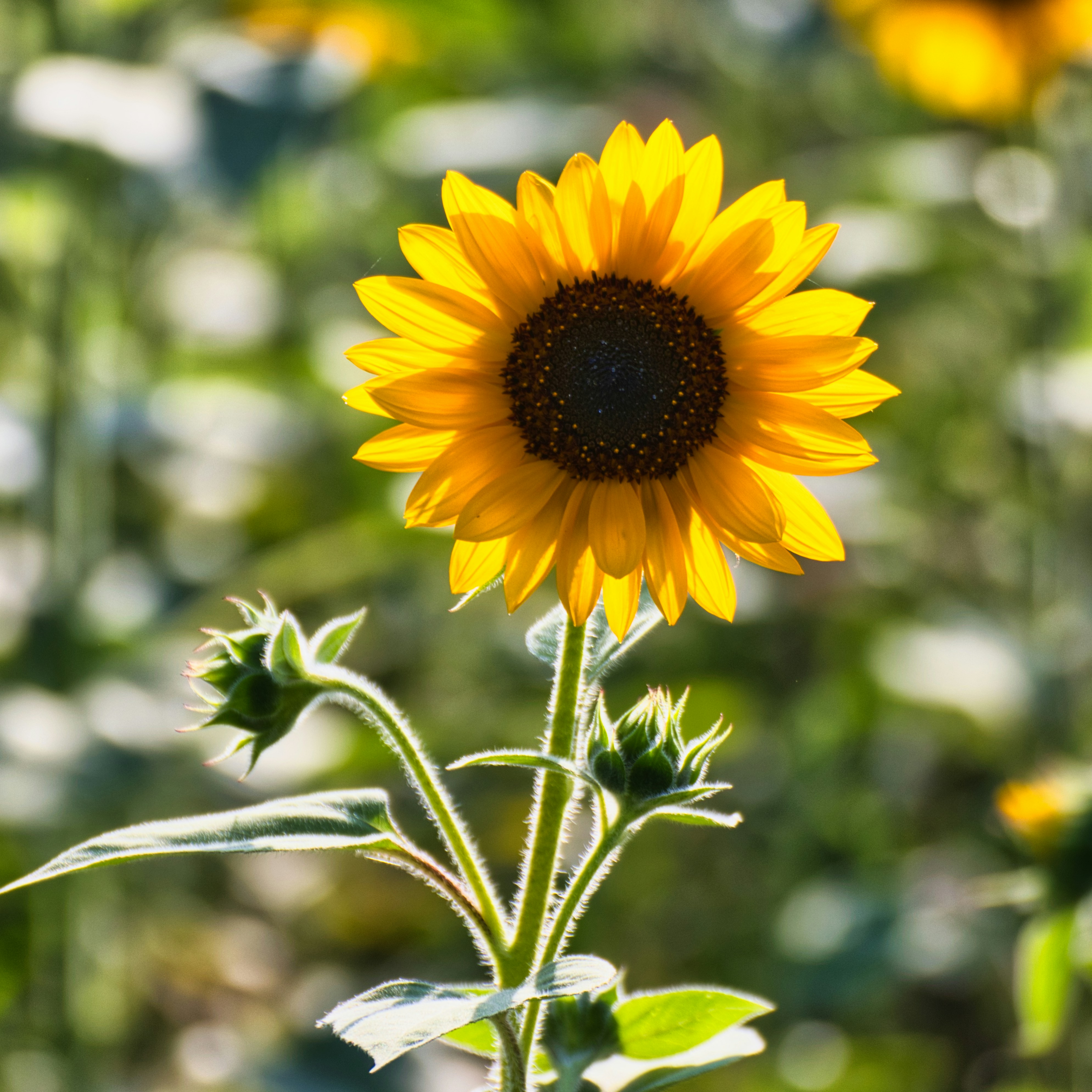 Sunlit Helios: A Bold Sunflower Reaches Toward the Light
