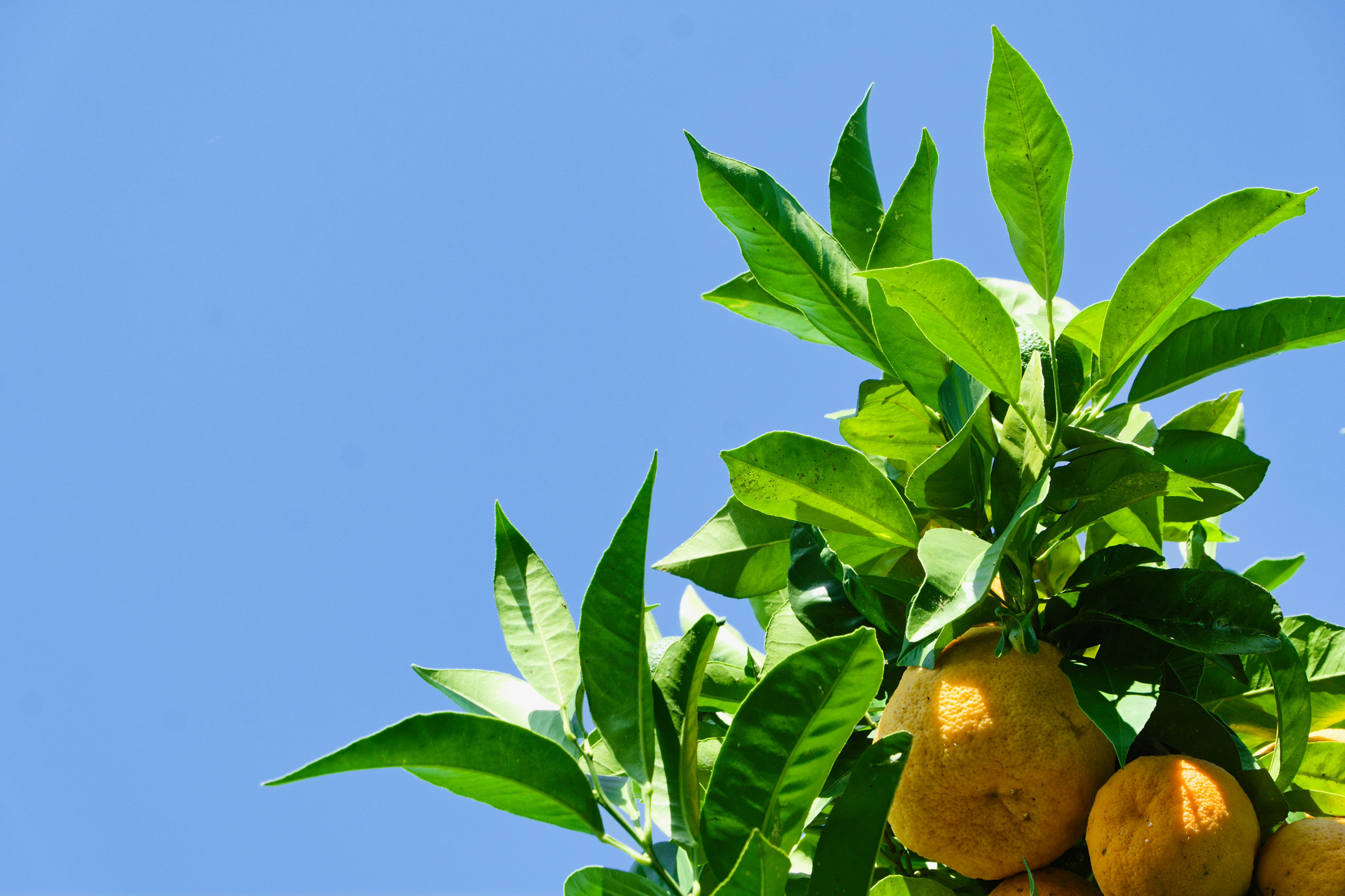 Bright Citrus Bounty Against a Clear Sky