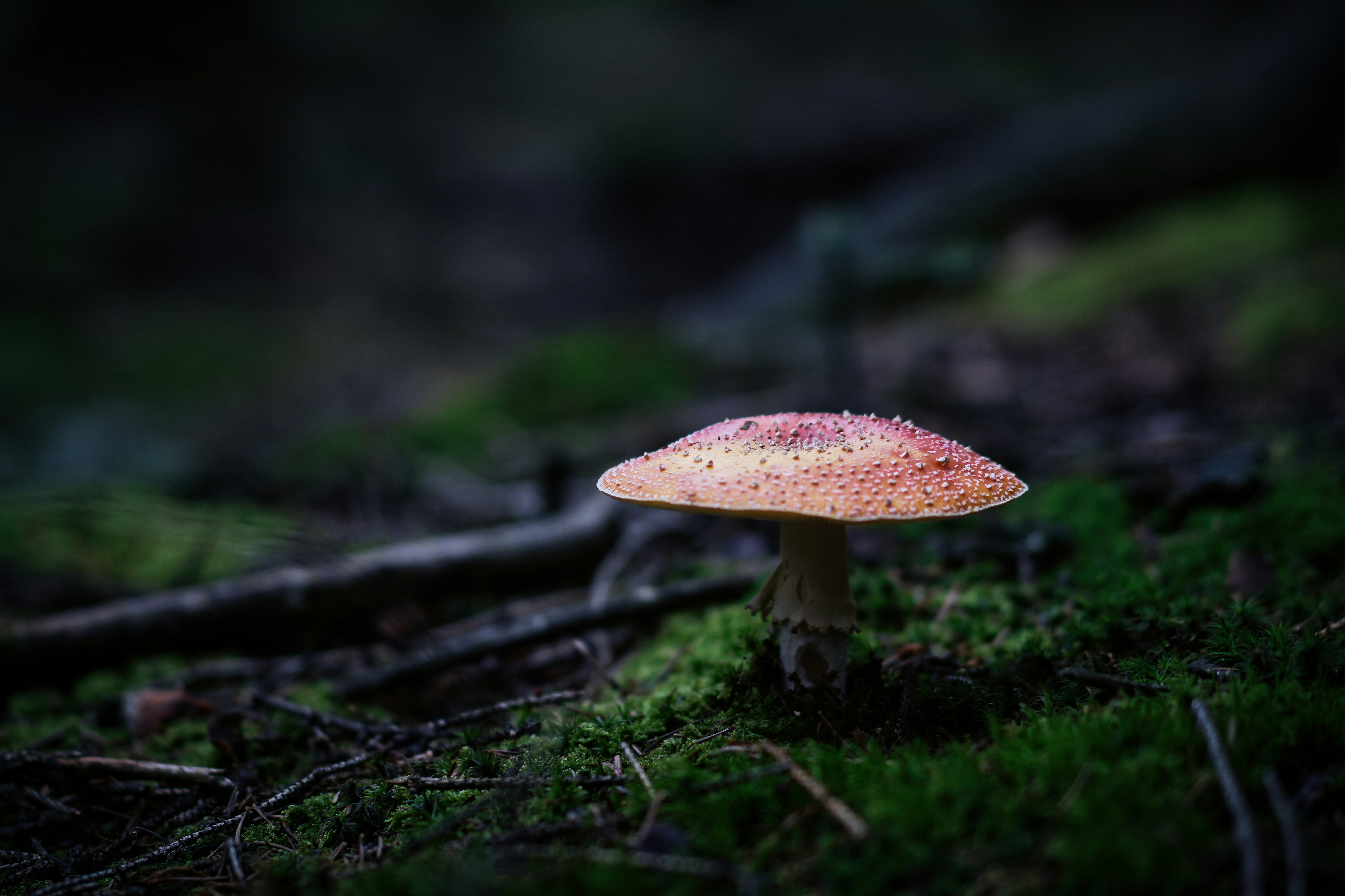 Spotlight on a Mossy Beacon: A Mushroom Amid Forest Veil