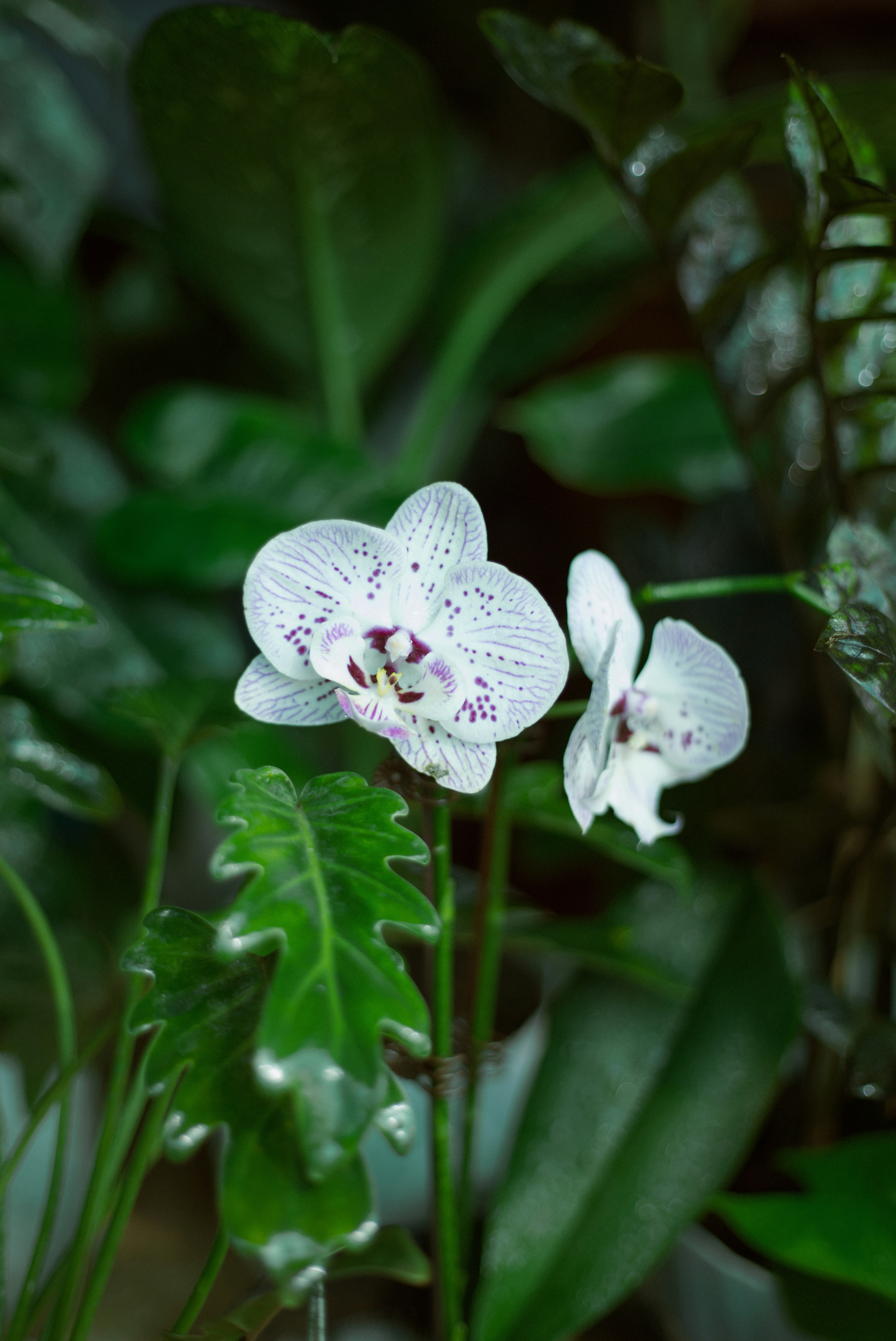 White Orchid Schema: A Delicate Bloom Among Green Leaves