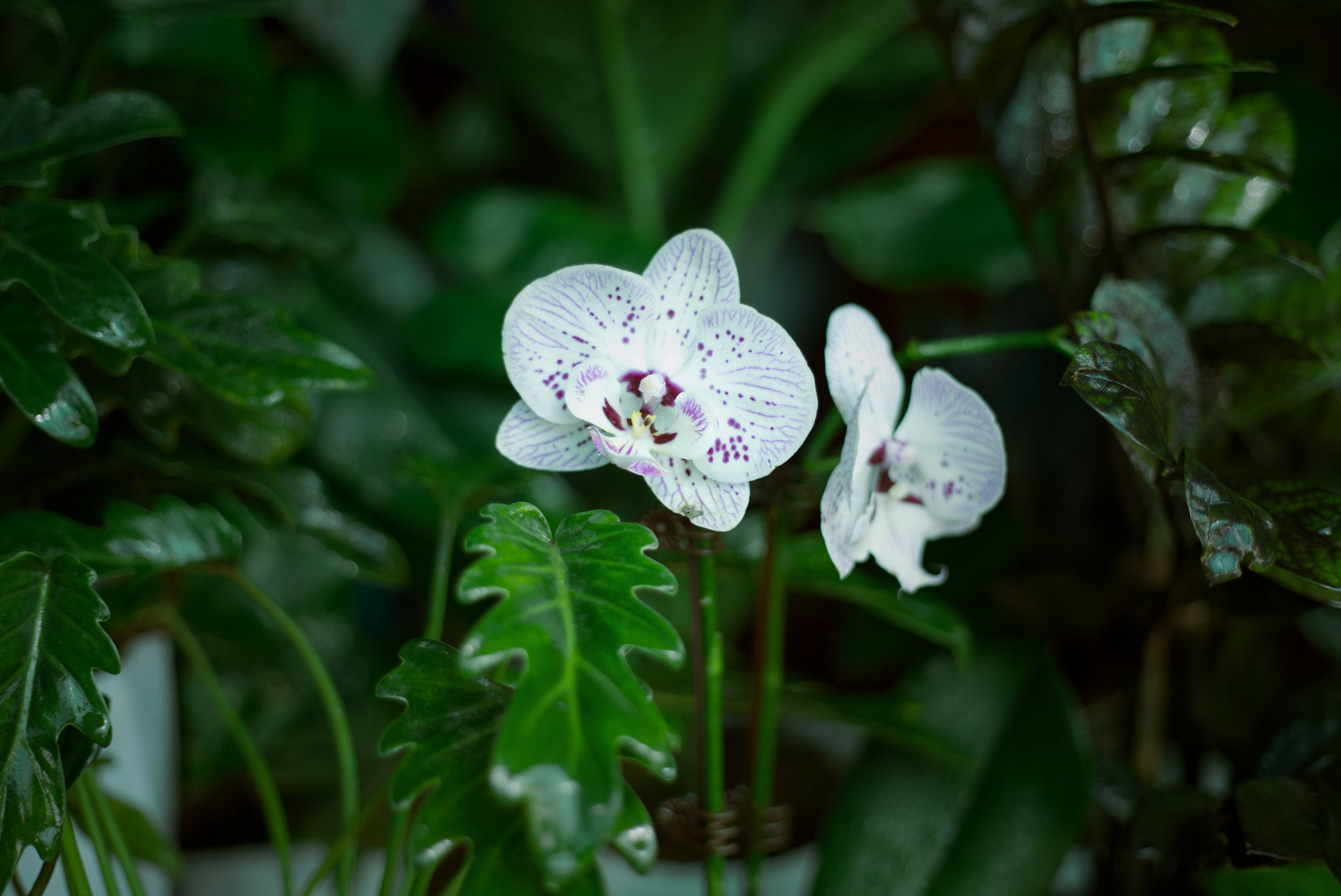 White Orchid Duo inlush Green Frame
