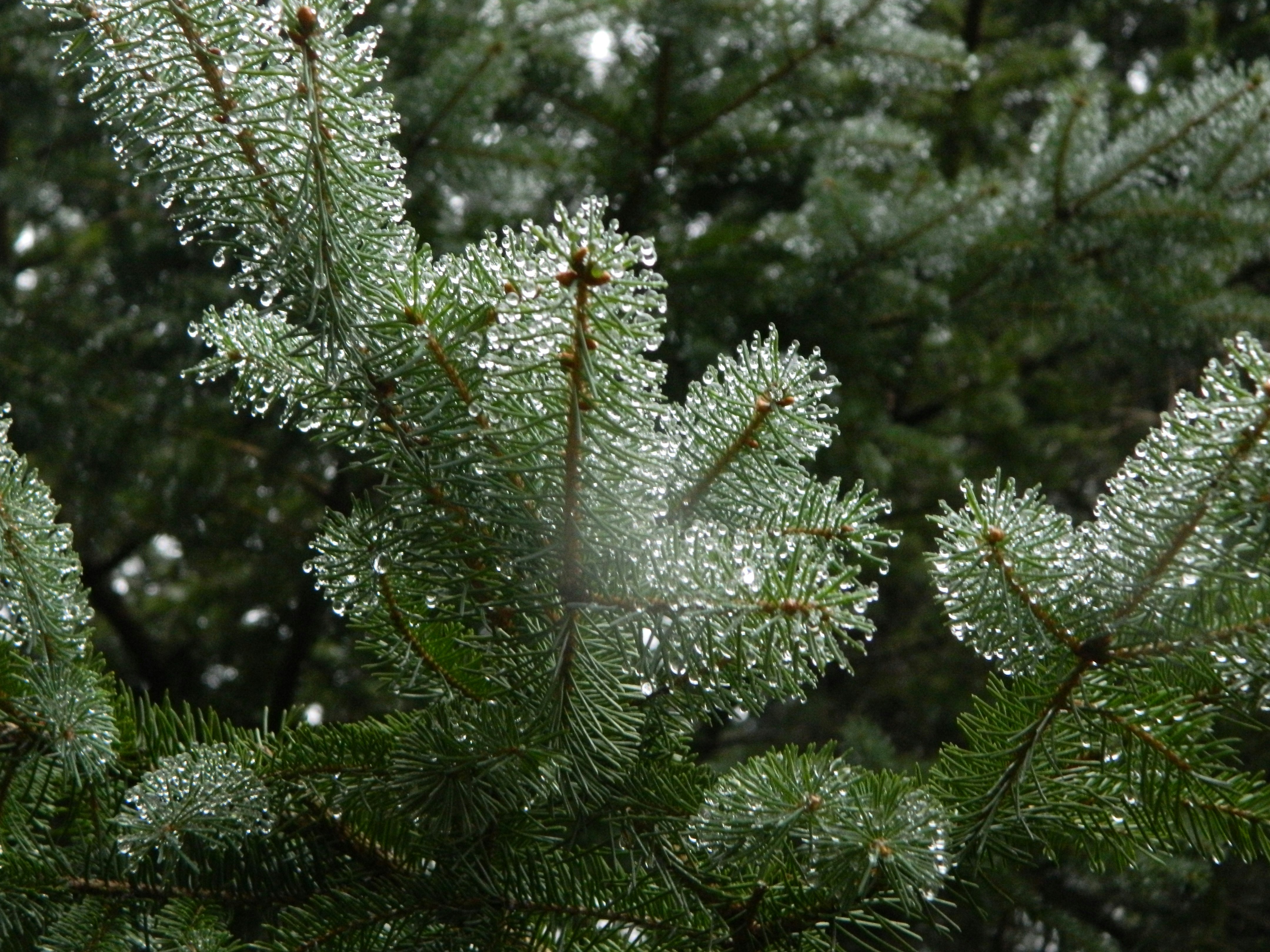 Ice-kissed Pine Needles: Morning Fragments on a Frosted Branch