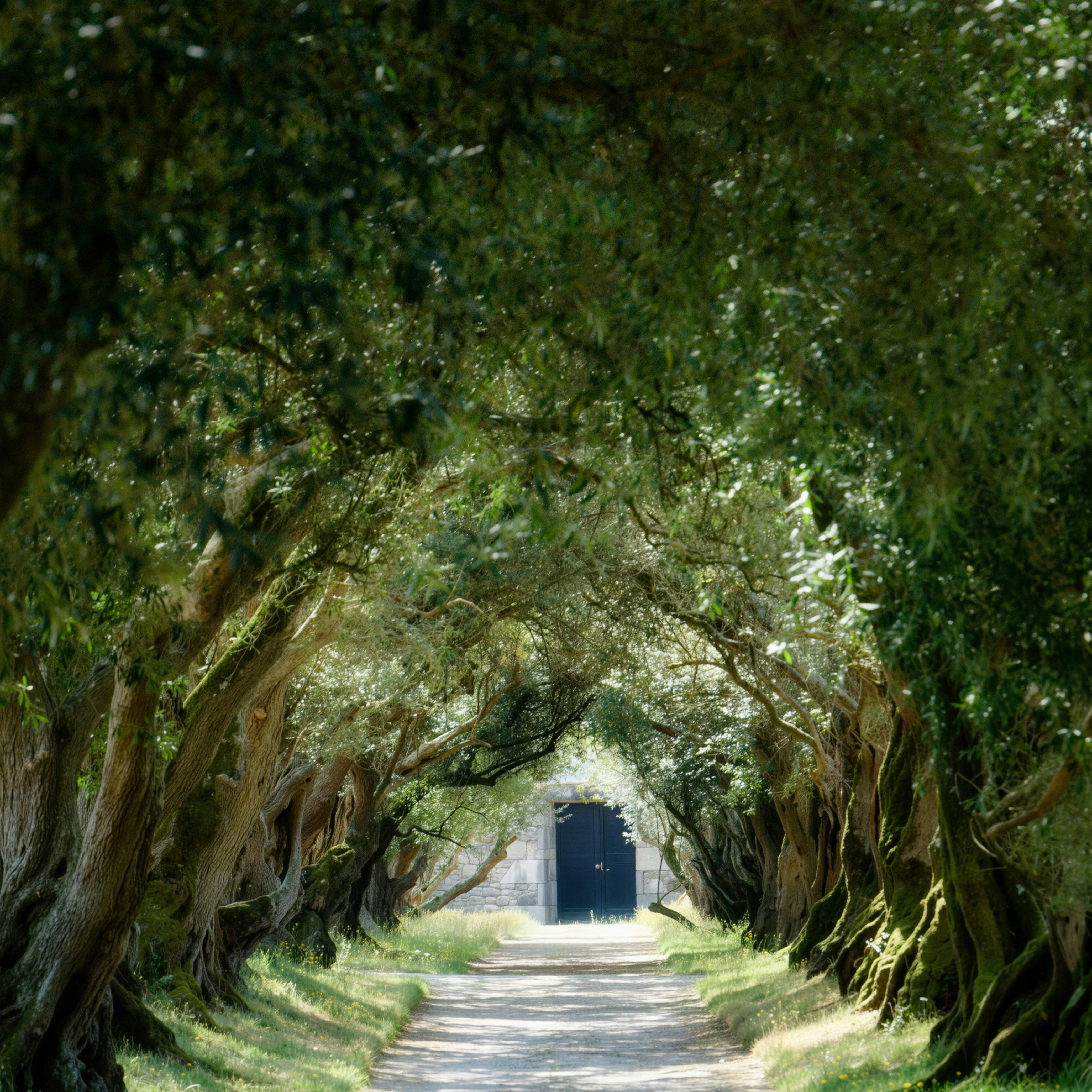 Canopy Corridor: A Tree-Arch Path to the Hidden Gate