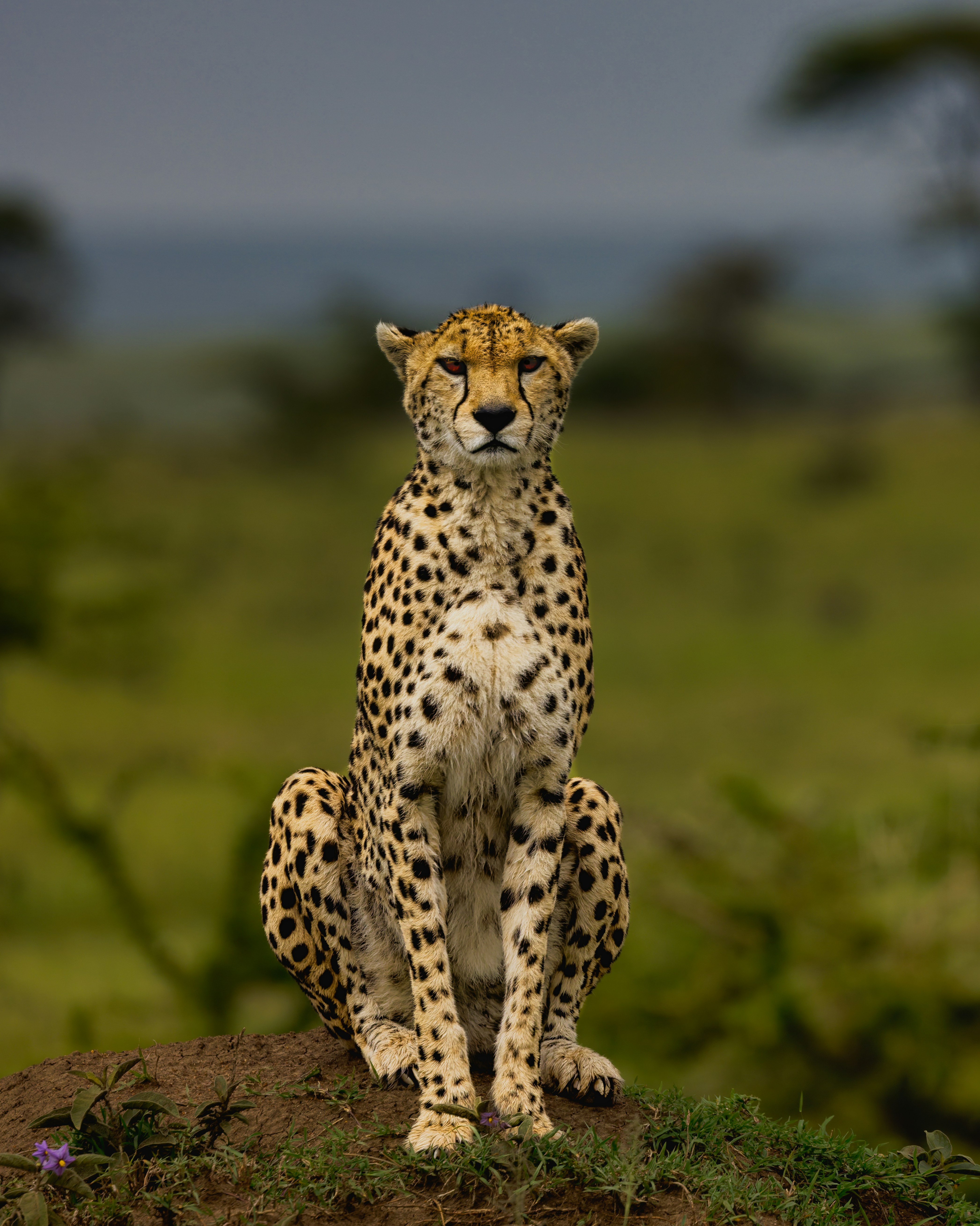 Cheetah seated on a grassy mound with a distant savanna backdrop, eyes forward in quiet alertness; natural light highlights its spotted coat and lean build.