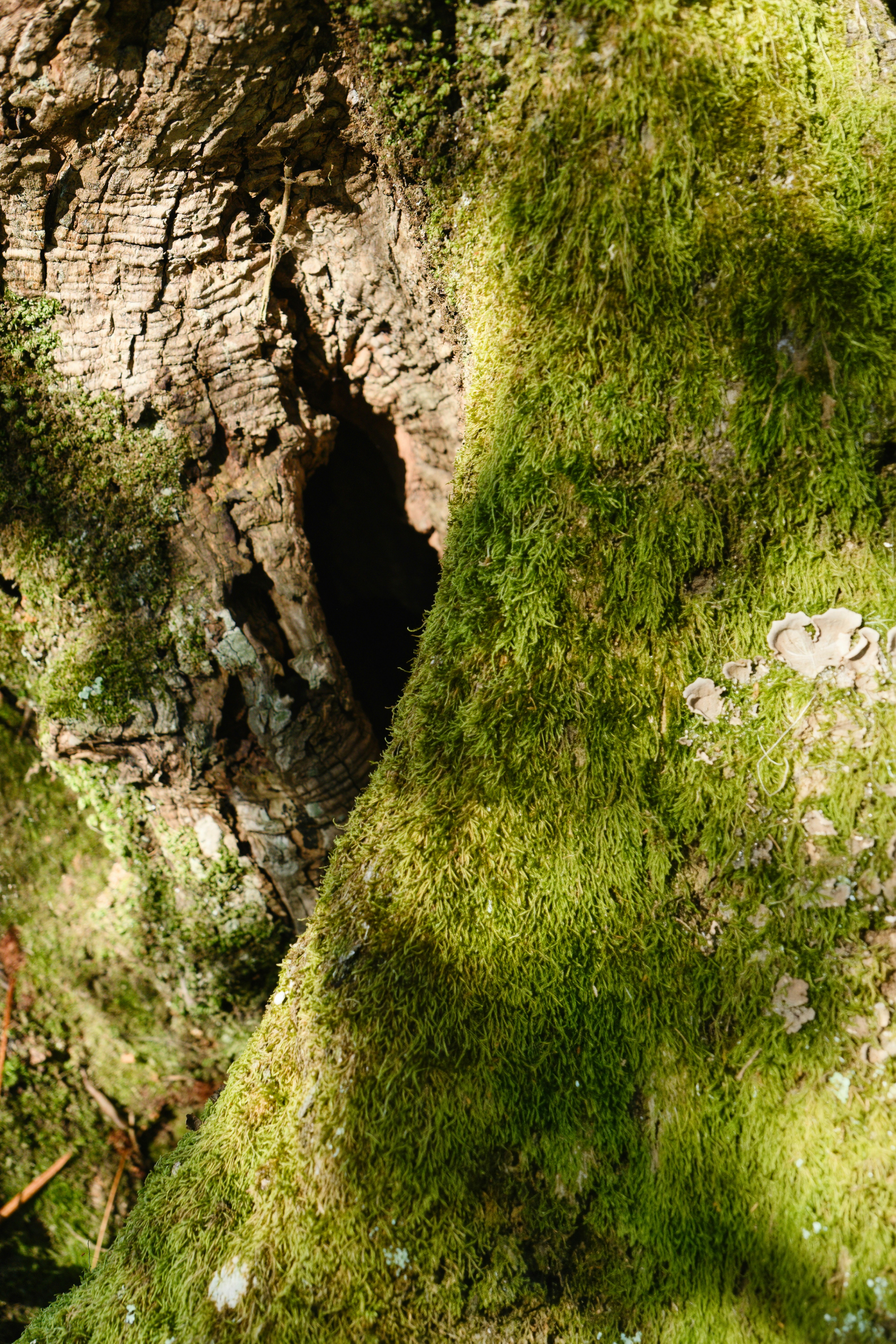 Moss-Cilled Trunk: A Quiet Hollow of Green Texture