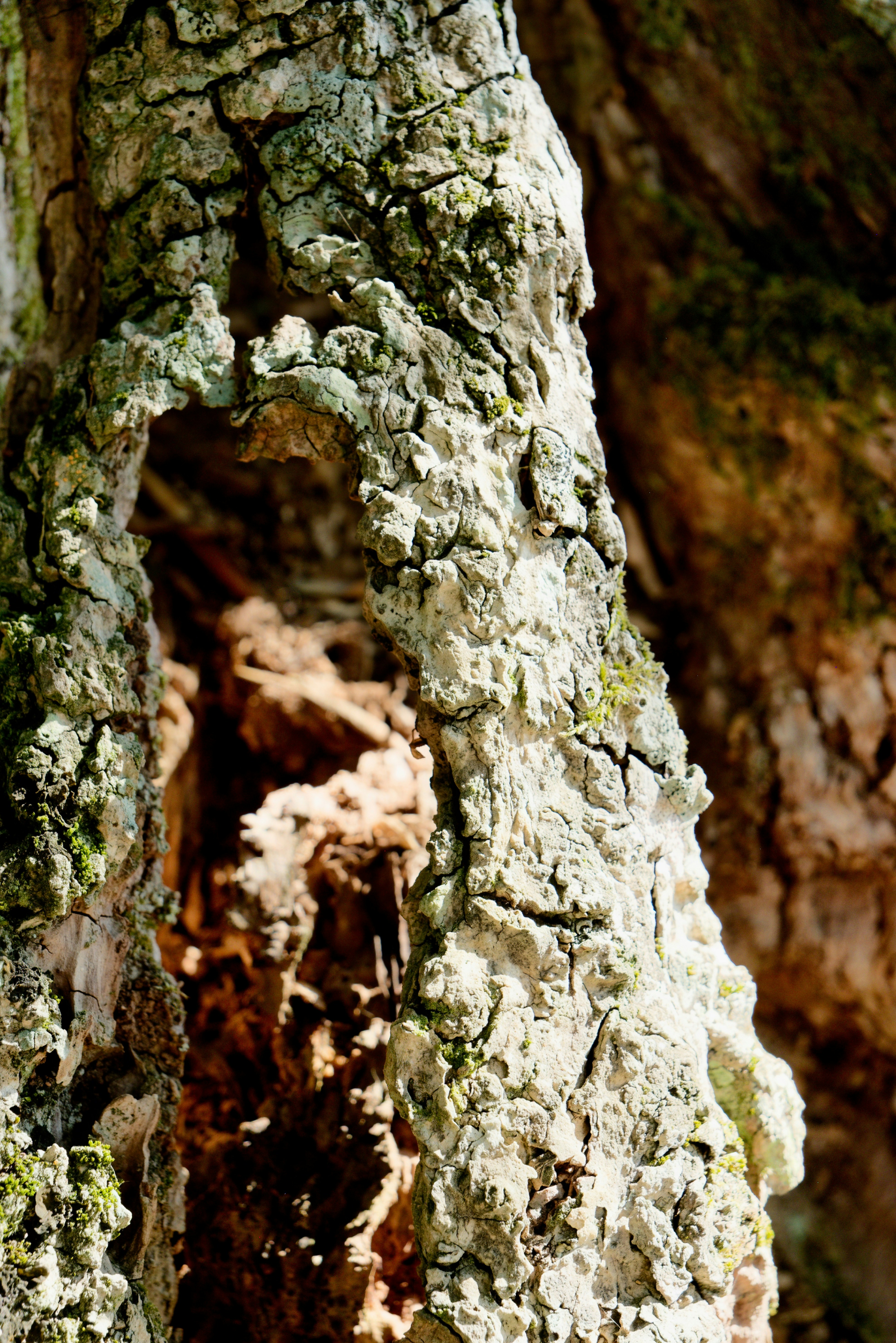Weathered Heartwood: A Sunlit Gnarled Trunk Carved by Time