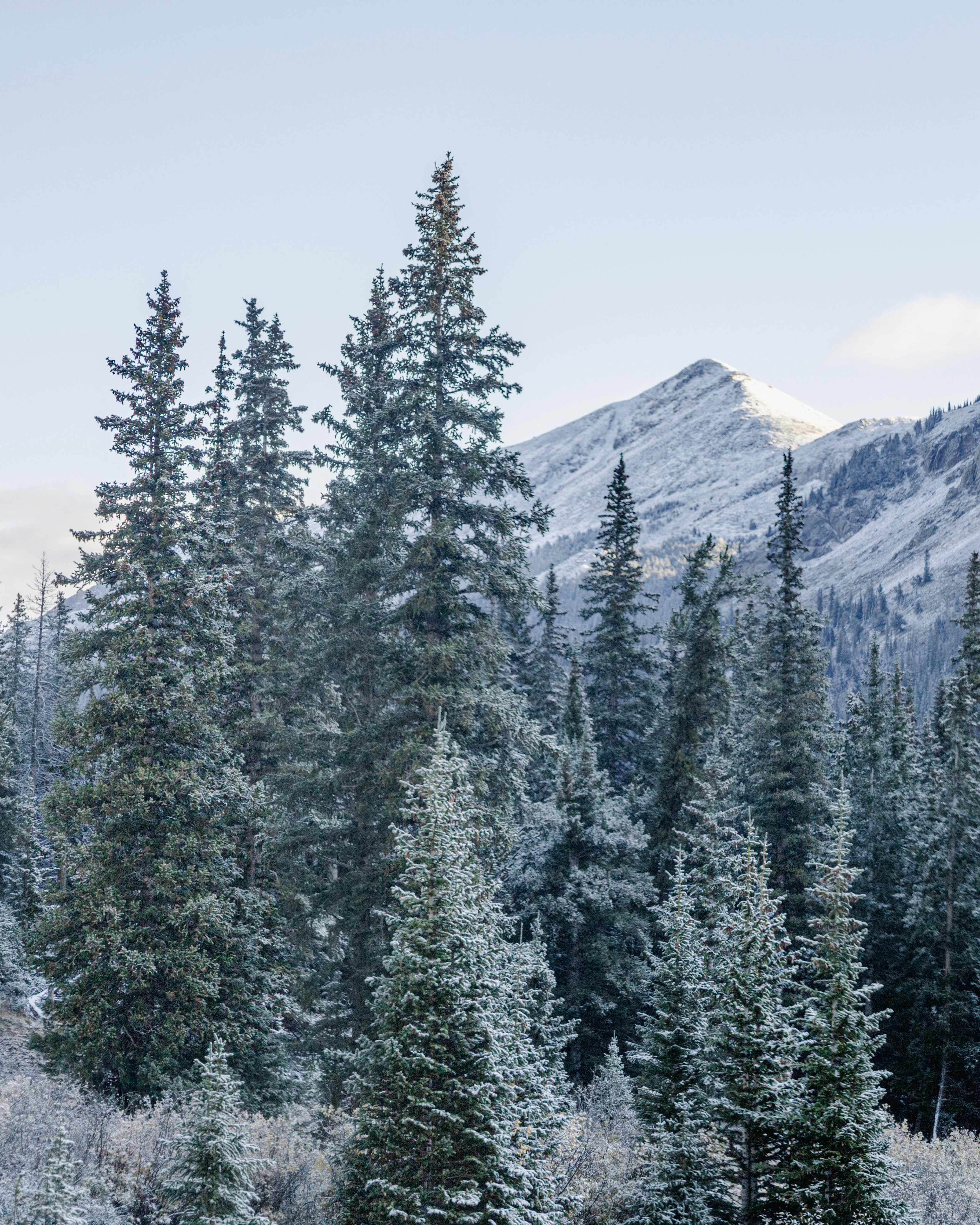 Snow-kissed Pines Beneath a Pristine Peak