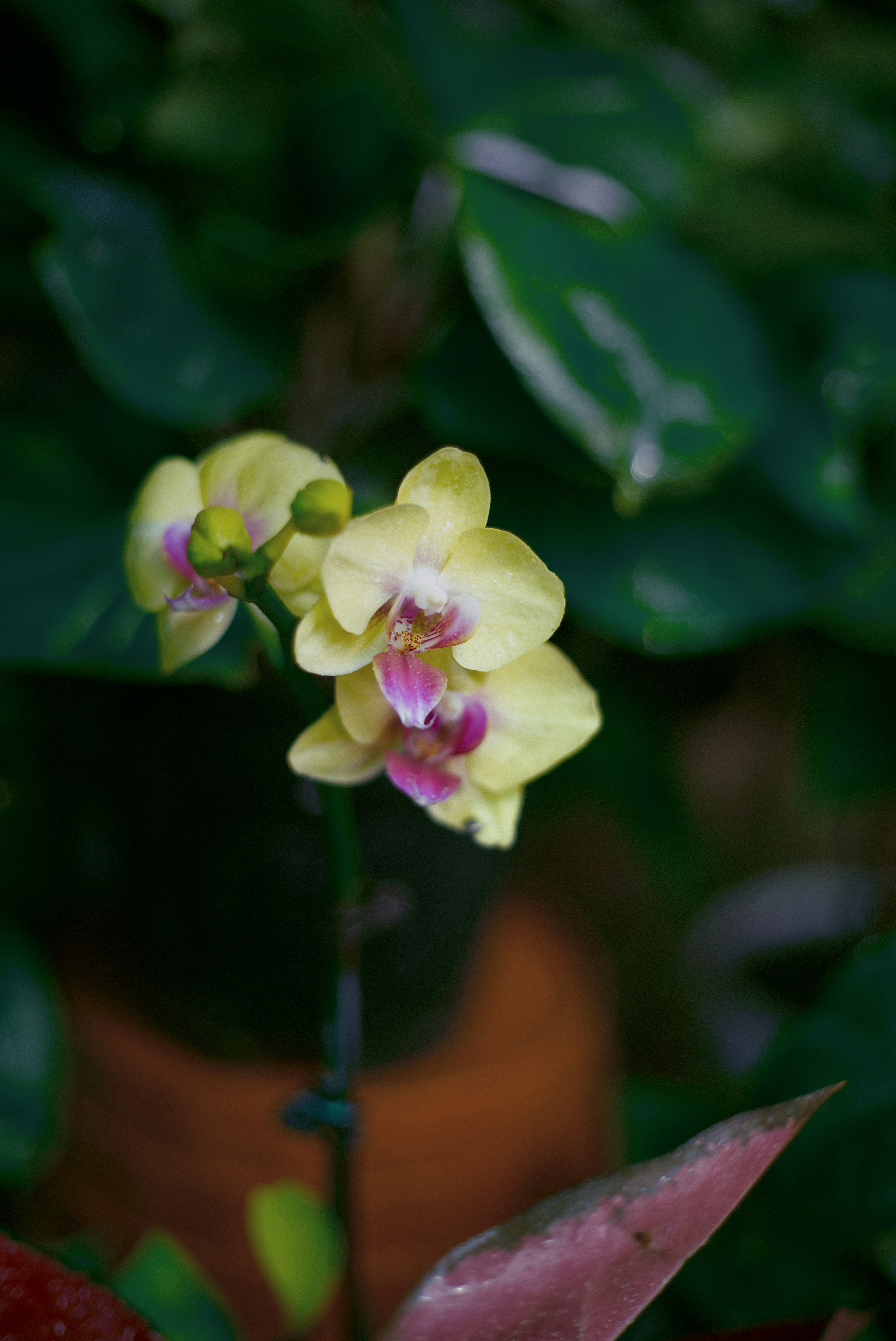 Golden Orchid in a Quiet Foliage Arc