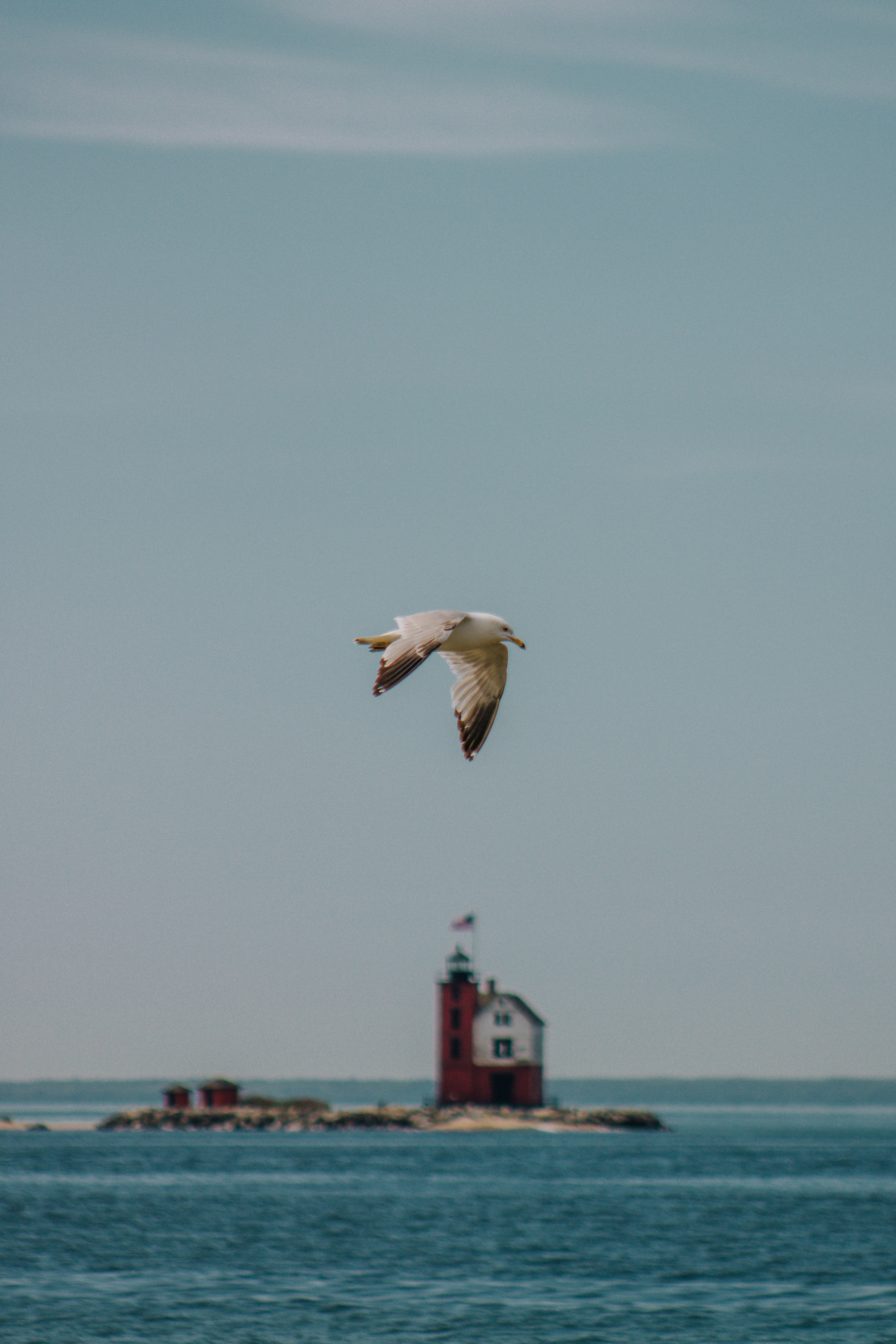 Seabird in Flight Over a Quiet Lighthouse Reach