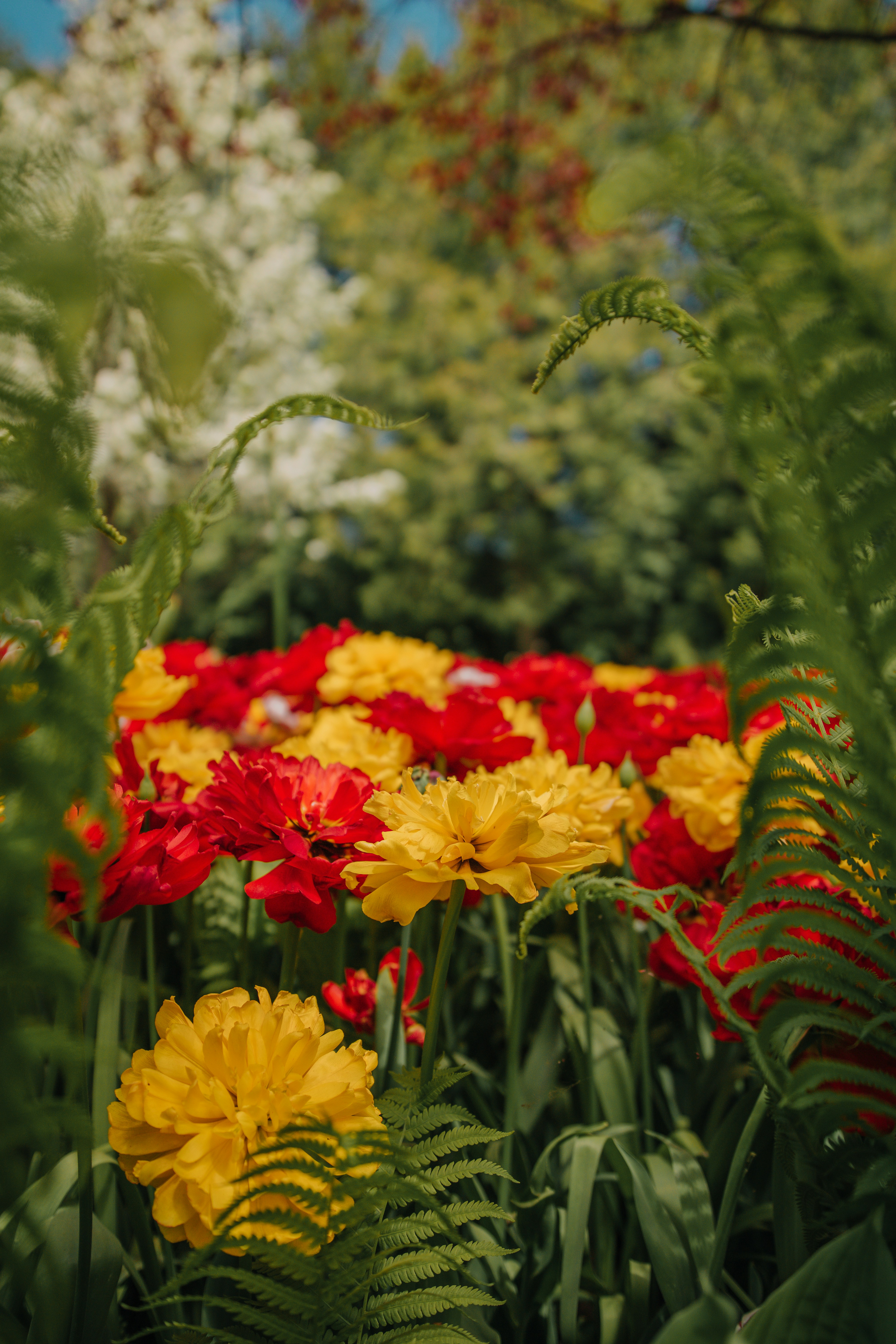 Sunlit Marigold Patch: A Wake of Warm Hues in a Garden Bed