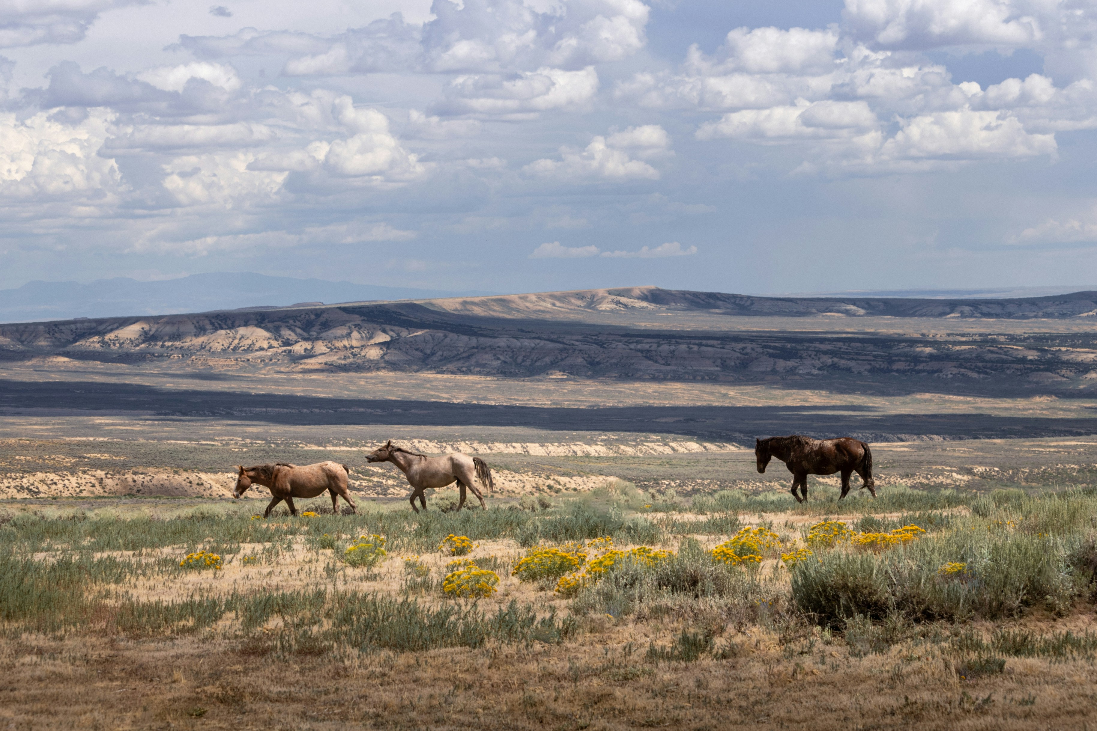 Horses on distant prairie under layered mesas