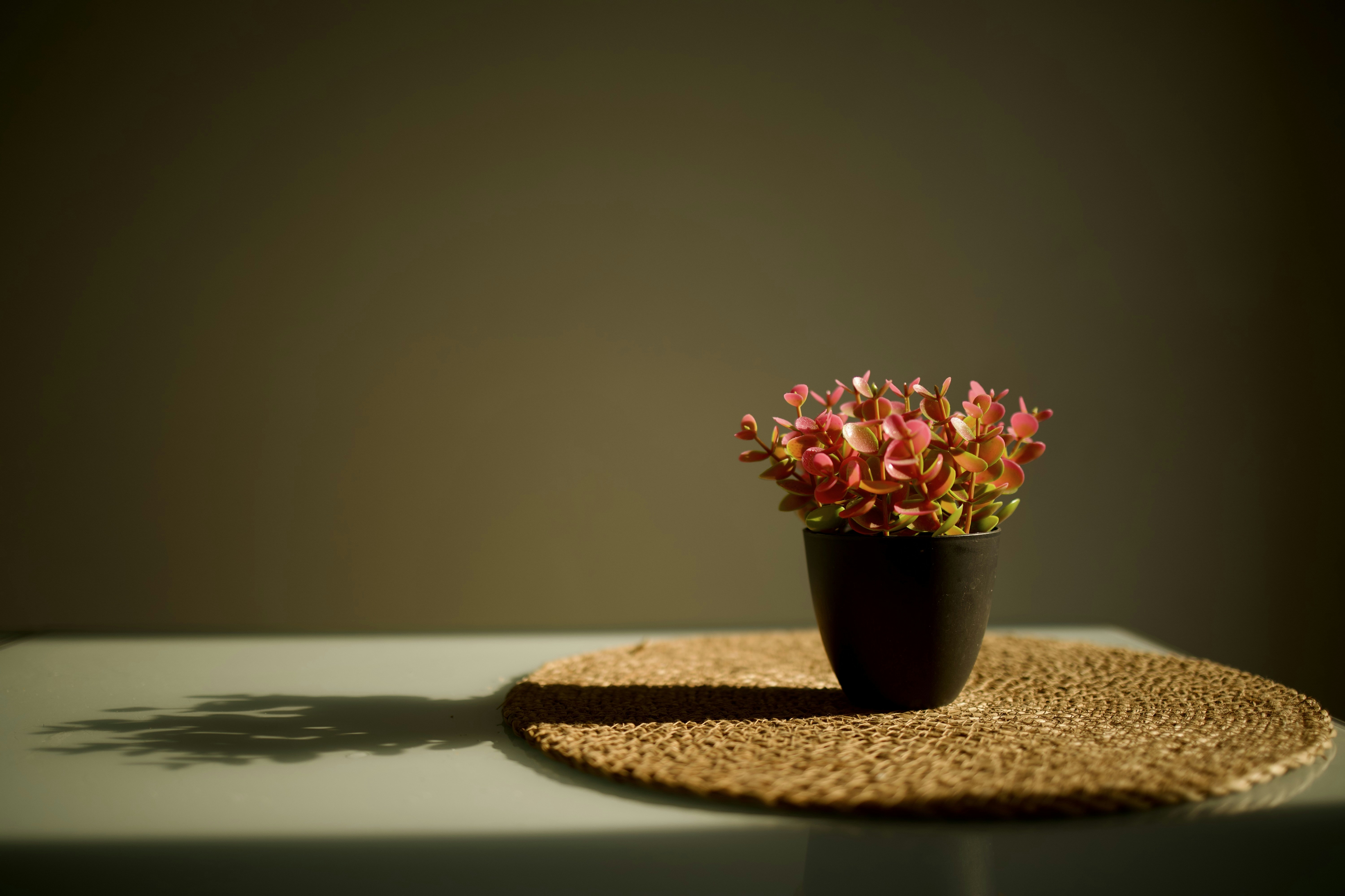 Small potted plant glowing in warm sunlight with long soft shadow on table