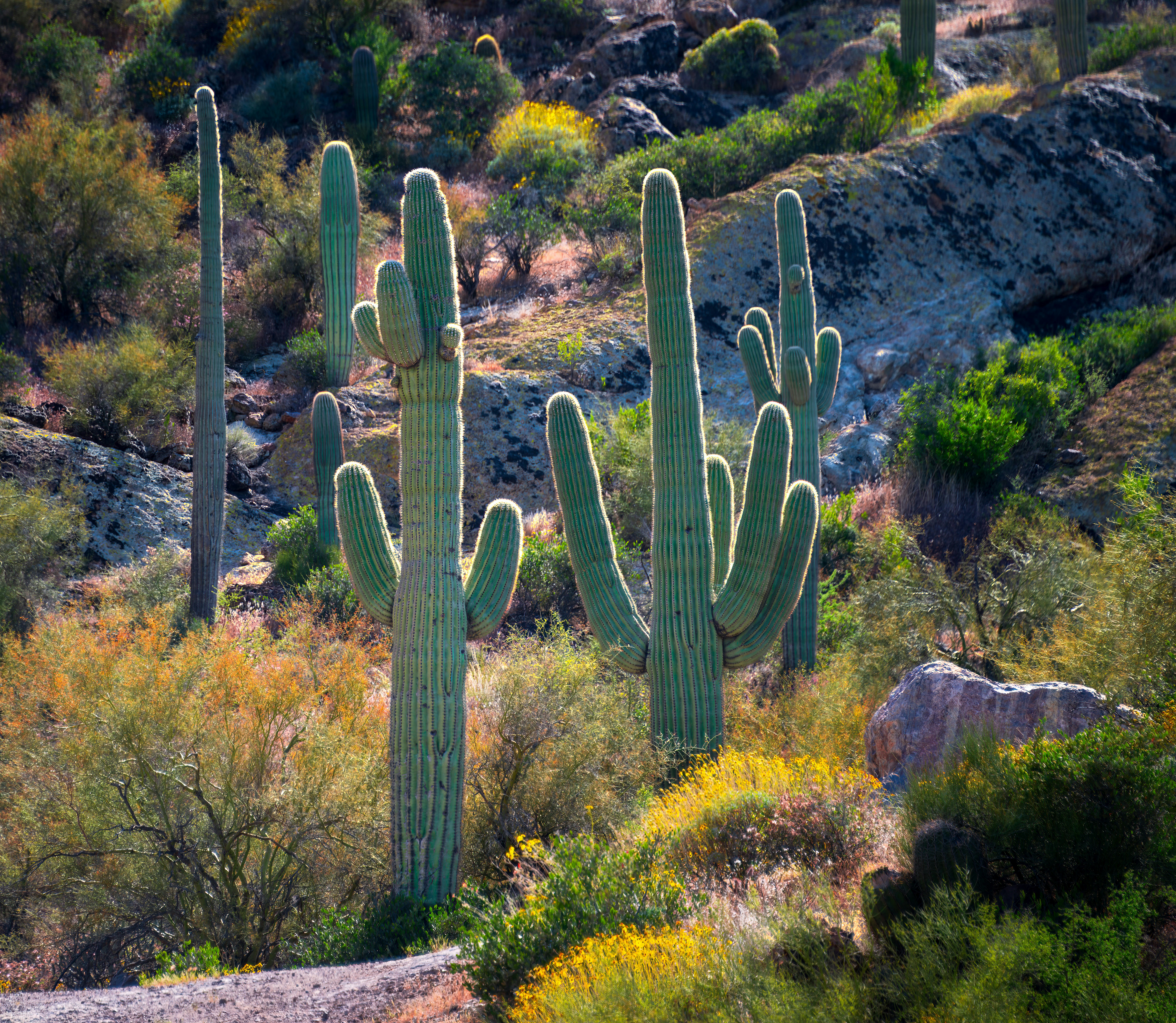 Cacti Amid the Desert Glow: A Silent Sway of Saguaro Sentinels