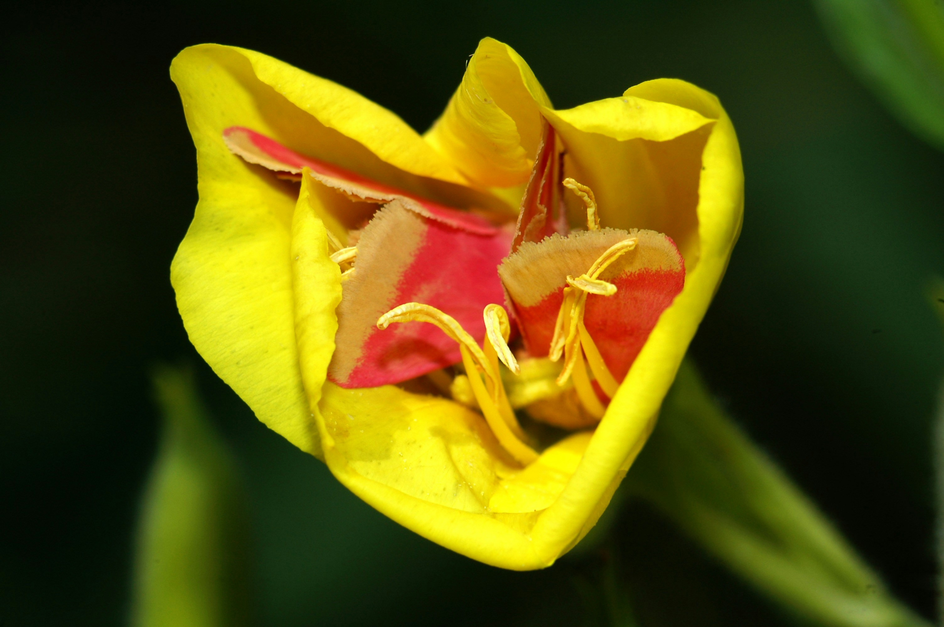 Sunlit Yellow Tulip Interior: Crimson Center Petals In Focus