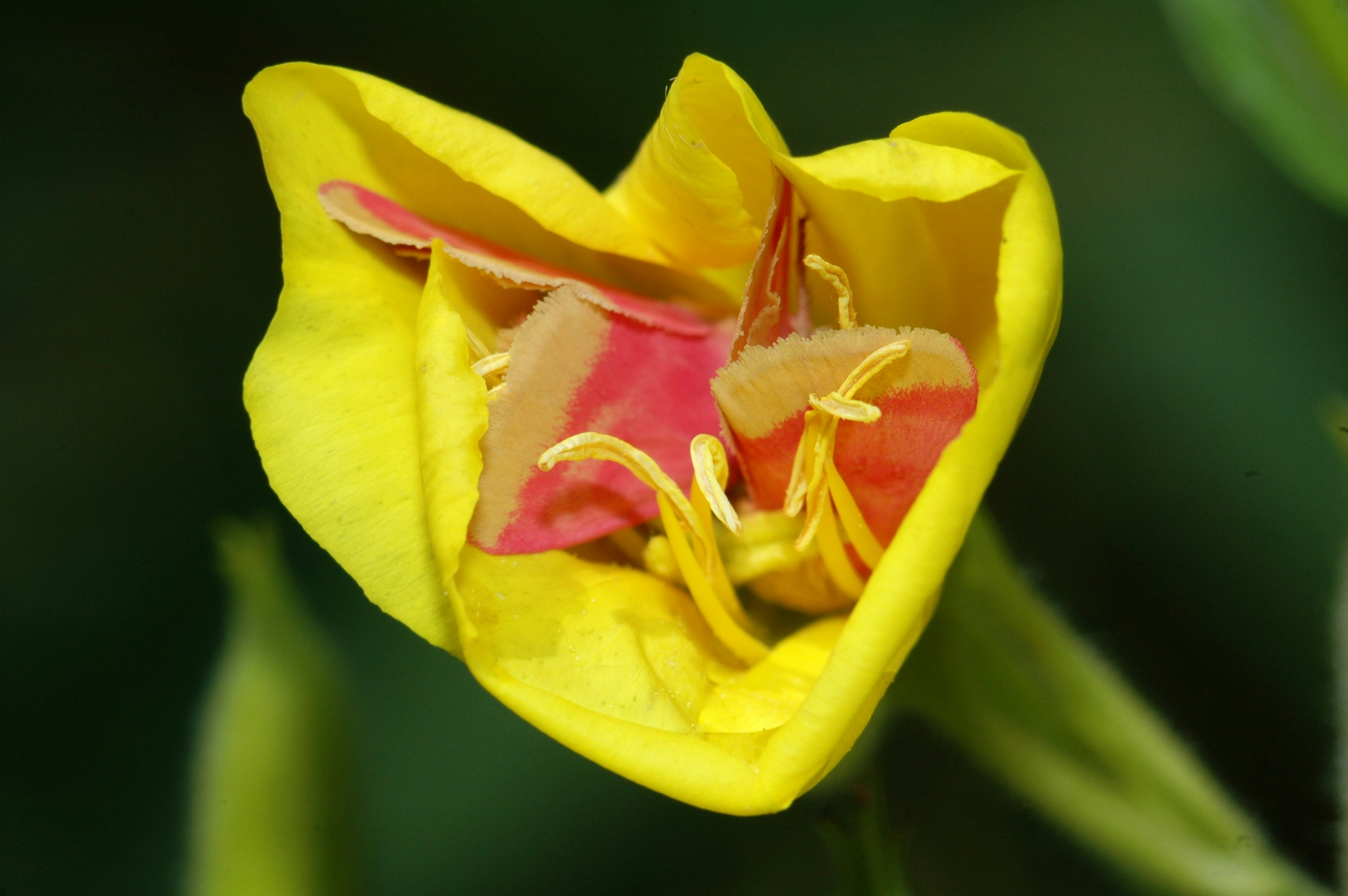 Sunlit Yellow Tulip reveals rosy inner petals in a close-up bloom