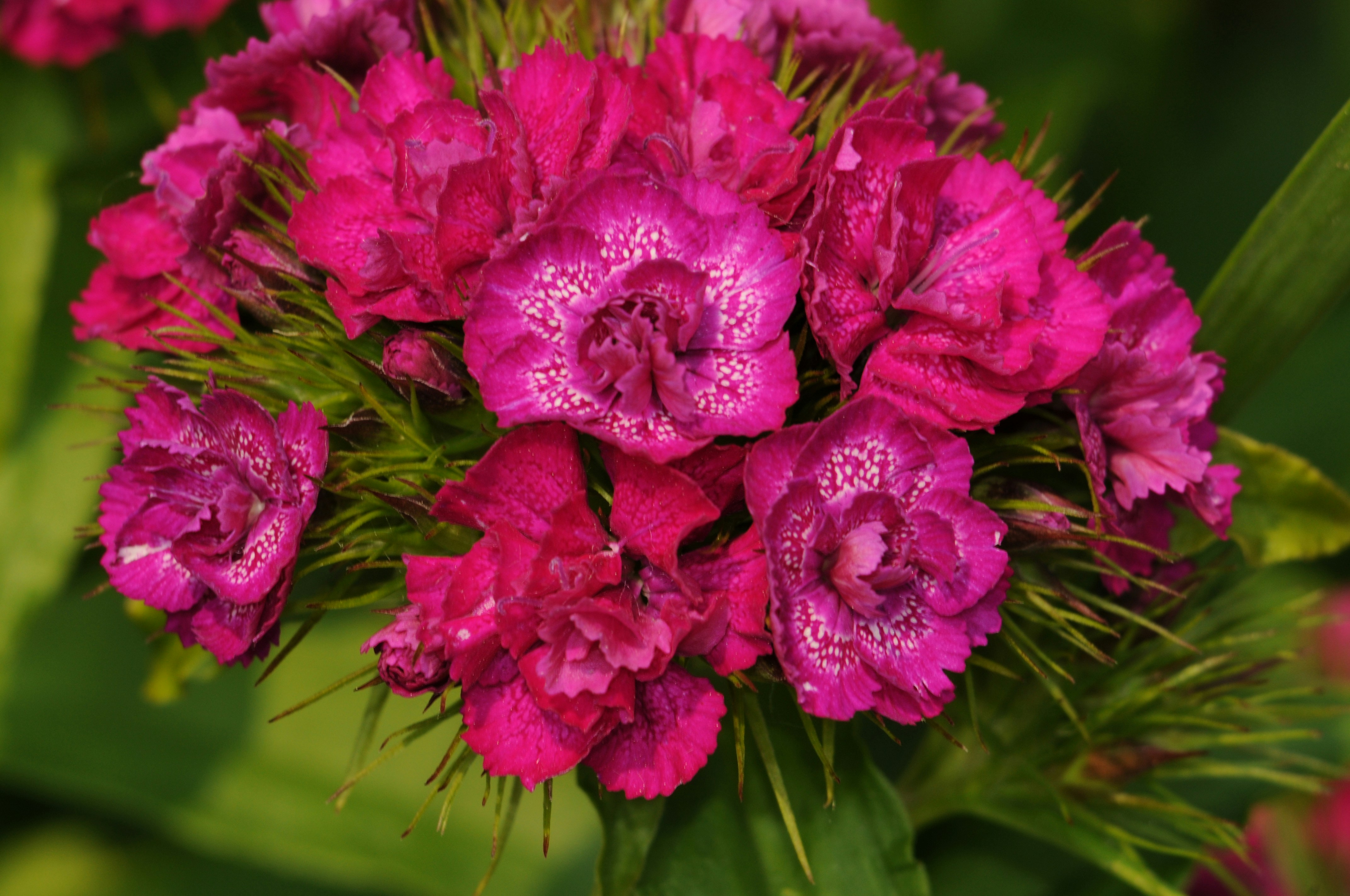 Vibrant magenta blooms: a close-knit bouquet of ruffled petals