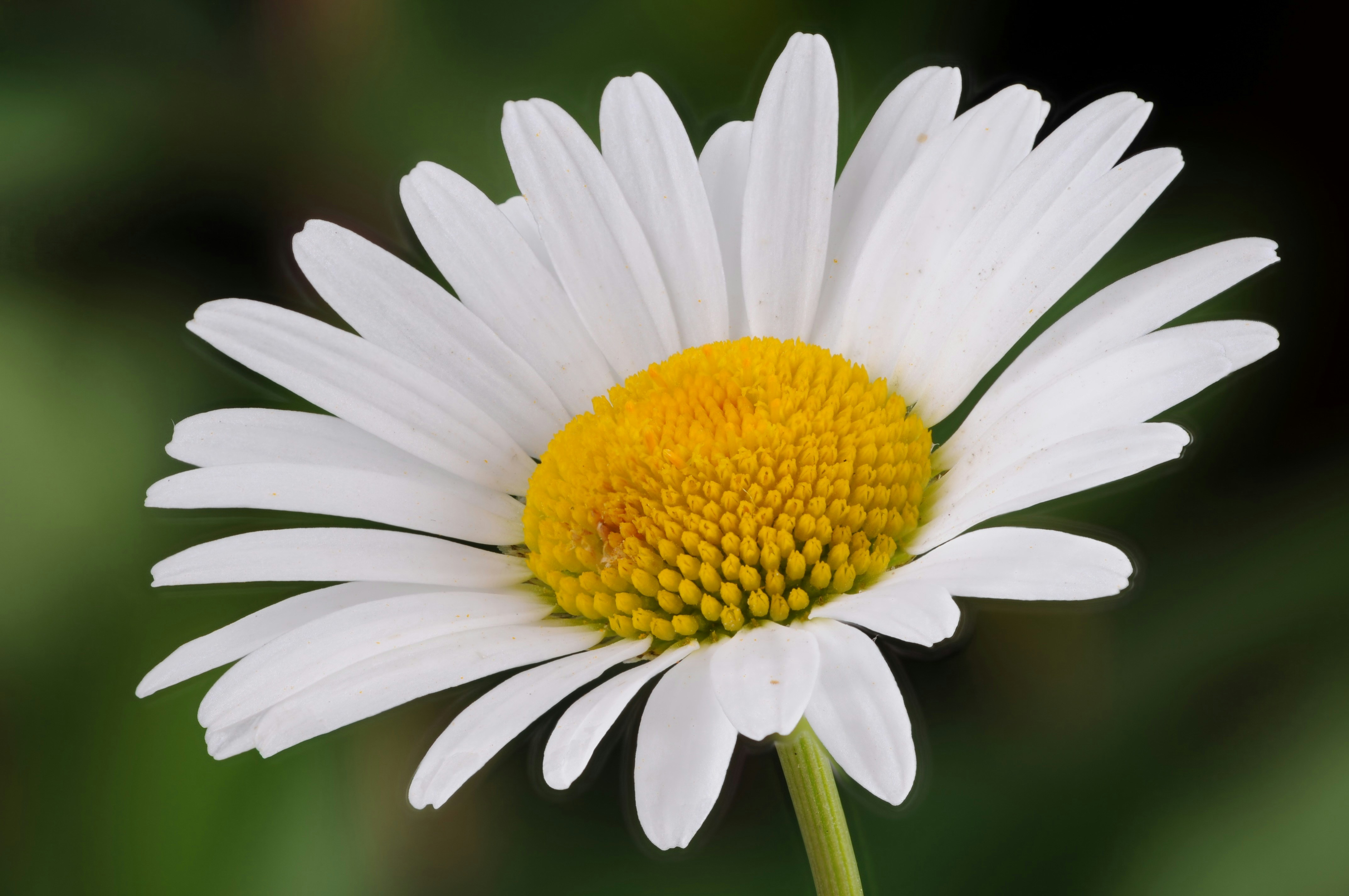 Sunlit Daisy Centerstage: A close-up of a white bloom with a golden disk