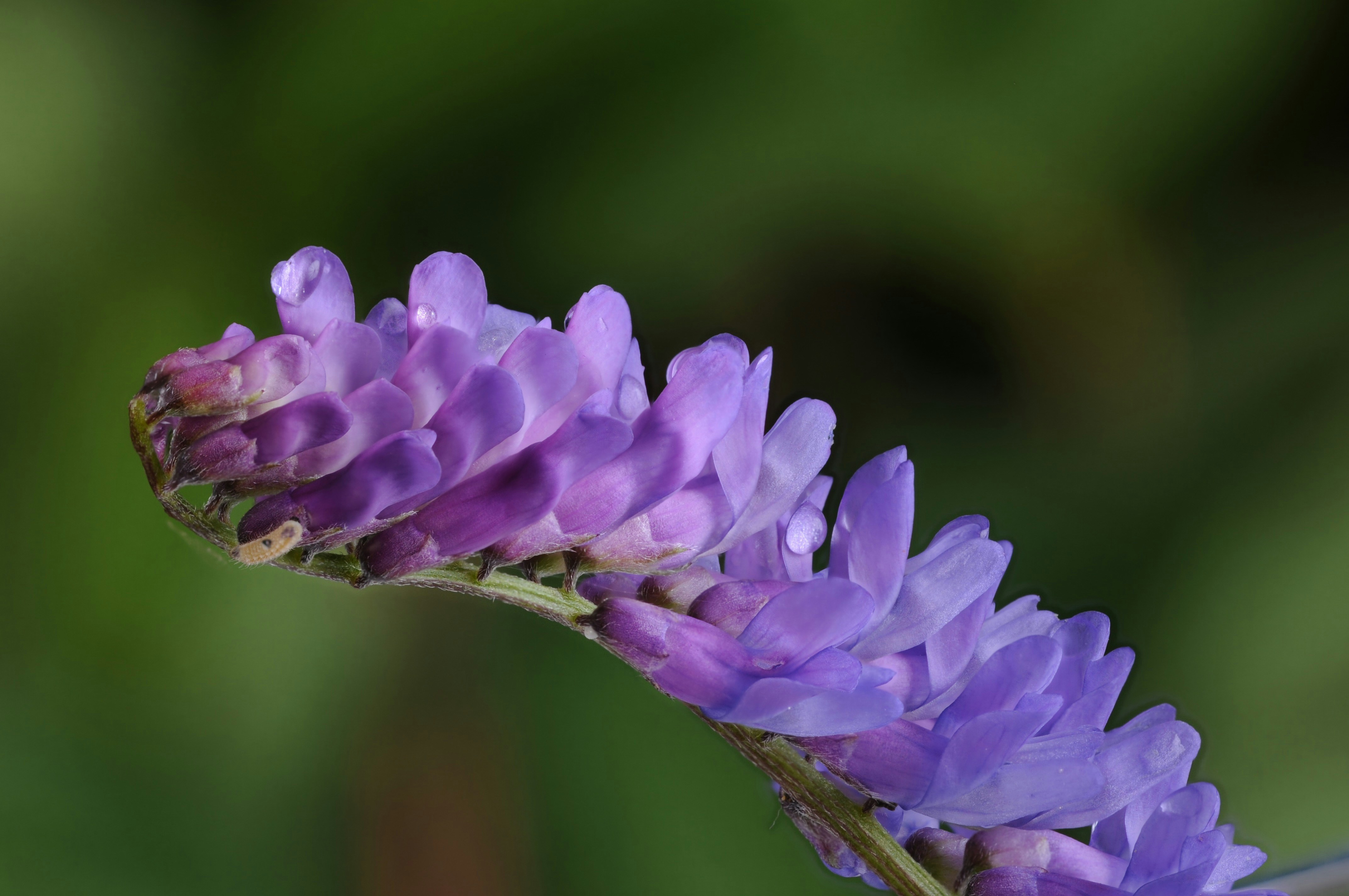 Curved Lavender Bloom: A Purple Petal Arc in Soft Focus Green