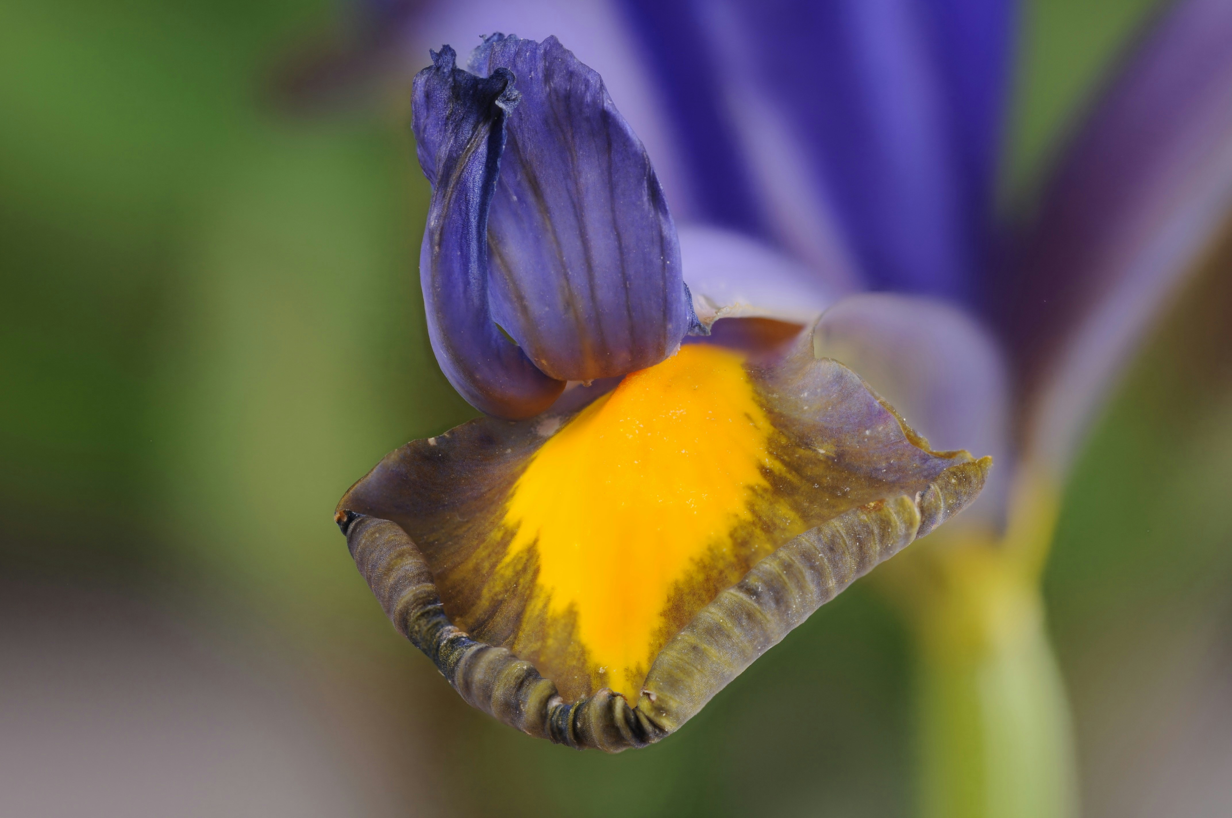 Close-up of a delicate iris bud unfolding over a vibrant yellow throbbing petal