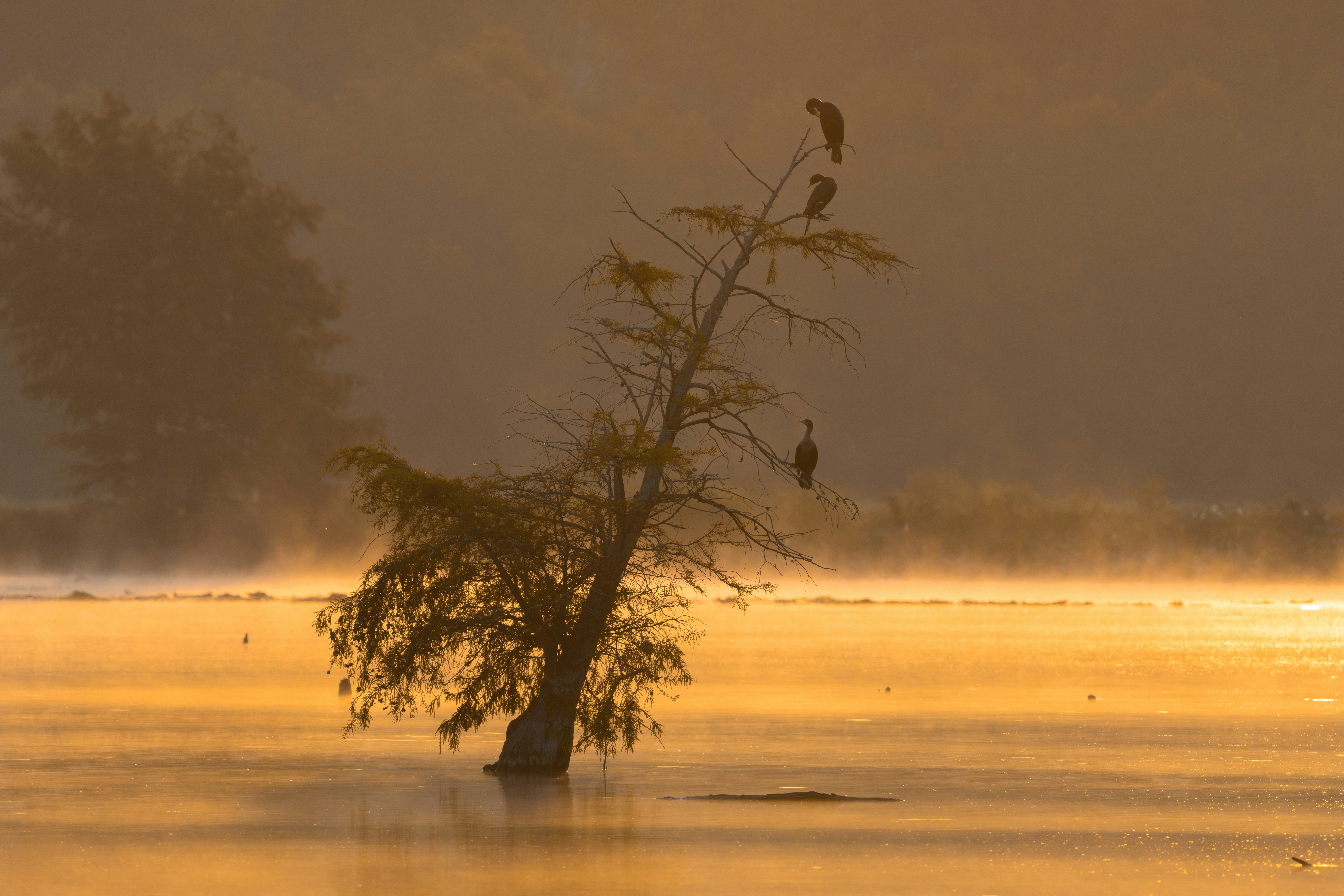 A solitary leaning tree rises from a misty golden marsh, bathed in soft early-morning light and reflected on still water. The scene emphasizes tranquil isolation and late-afternoon warmth in a natural wetlands landscape.