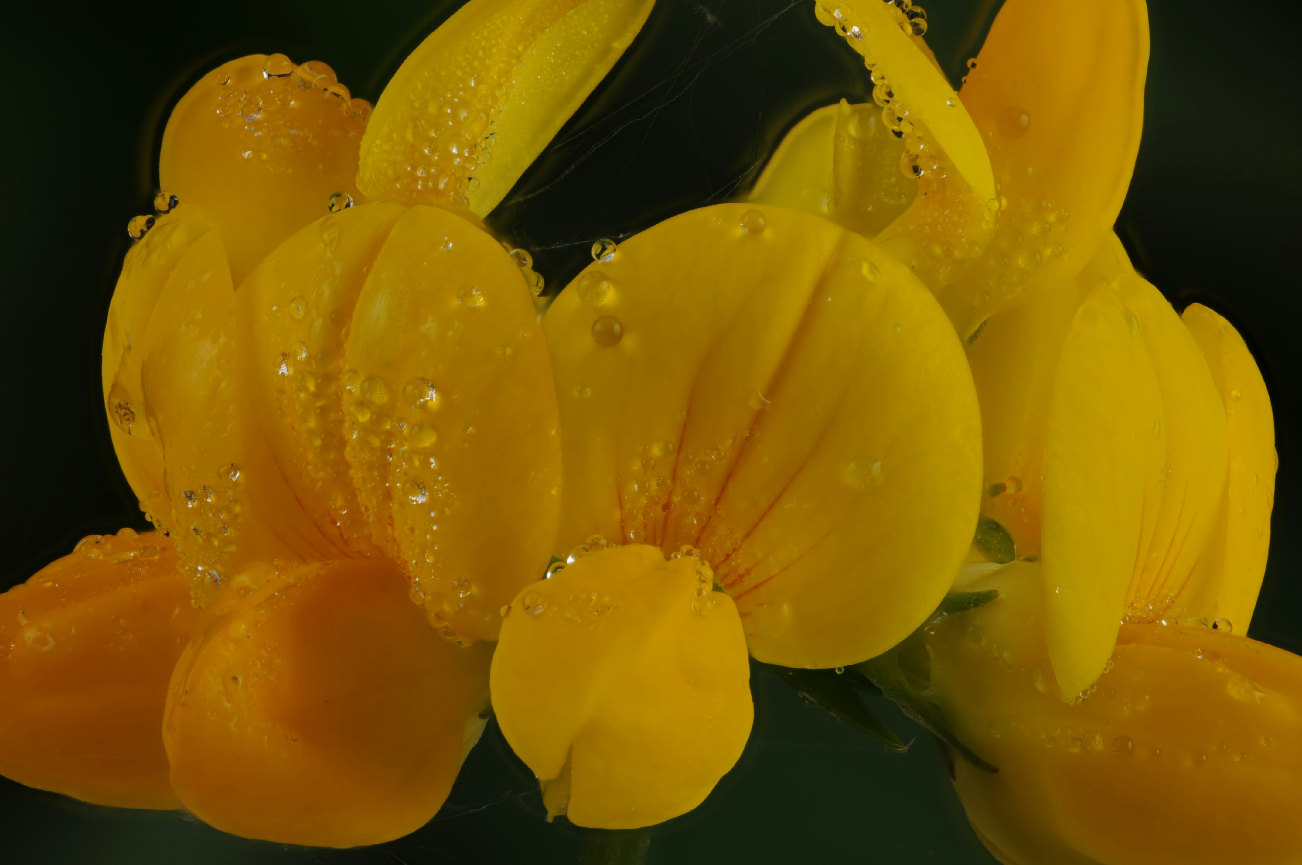 Golden Orchid Clusters: Dew-kissed Petals