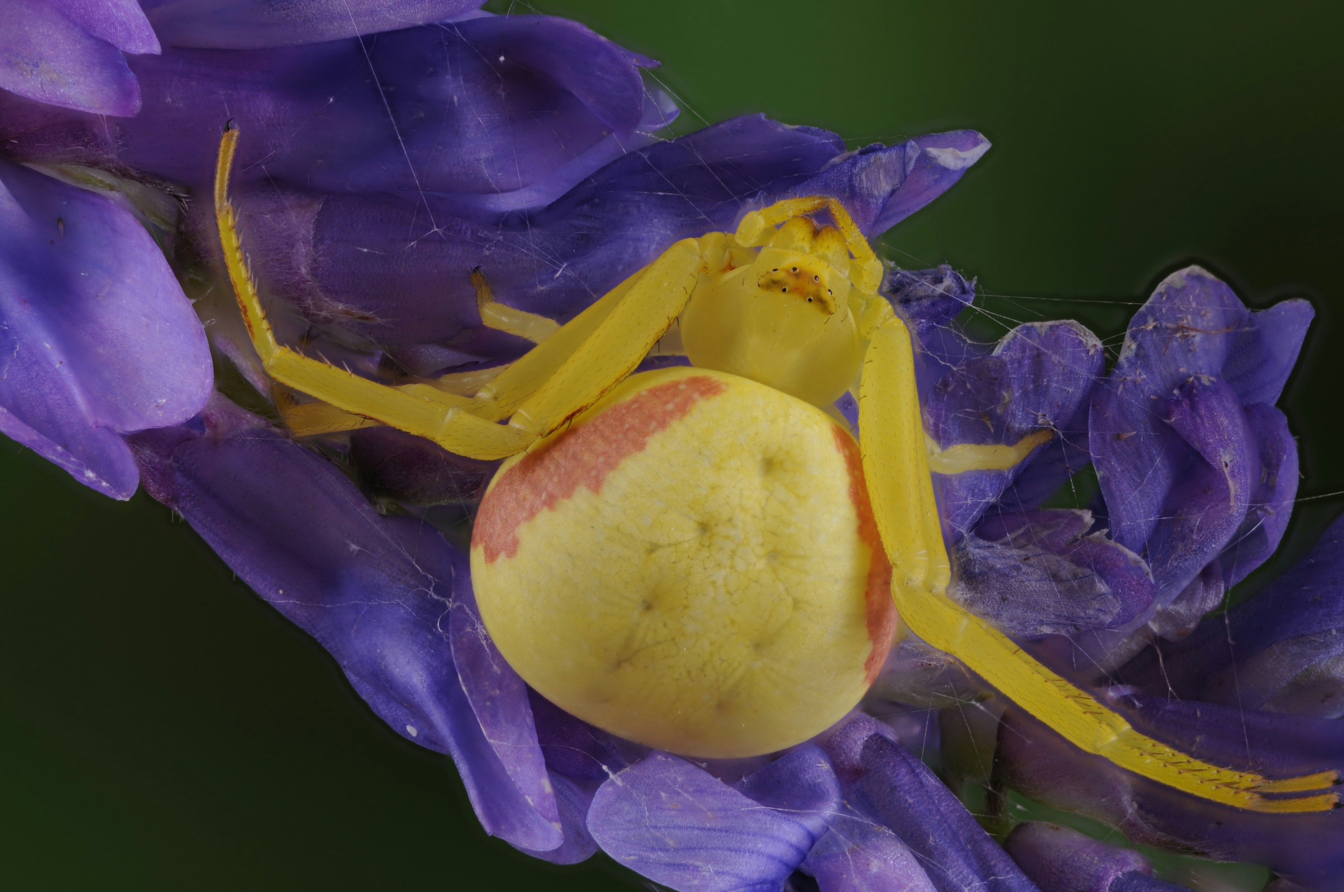 Yellow Spider Crab on Lavender Bloom