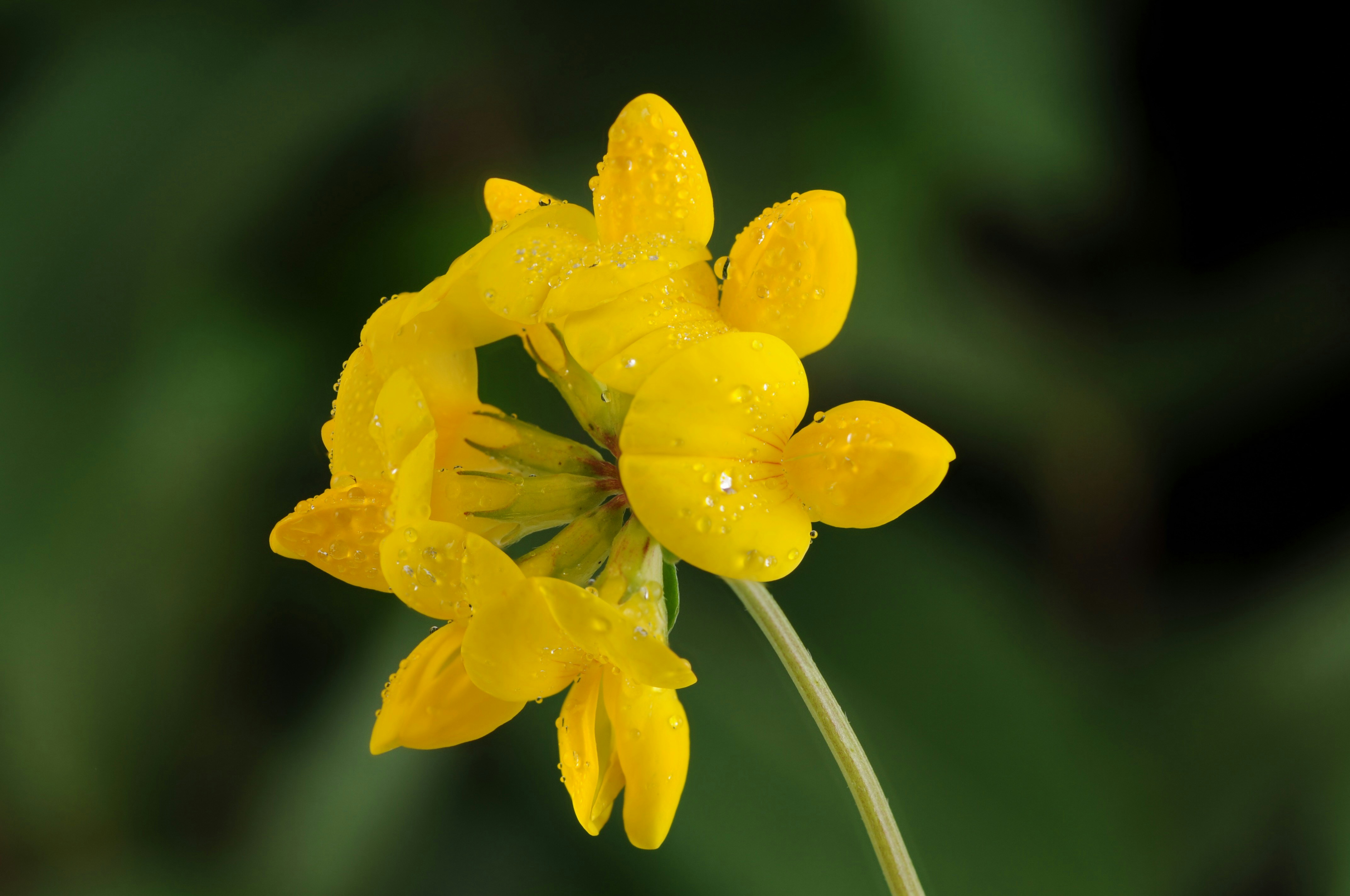 Yellow Blossom Crowned in Dew on a Delicate Slope