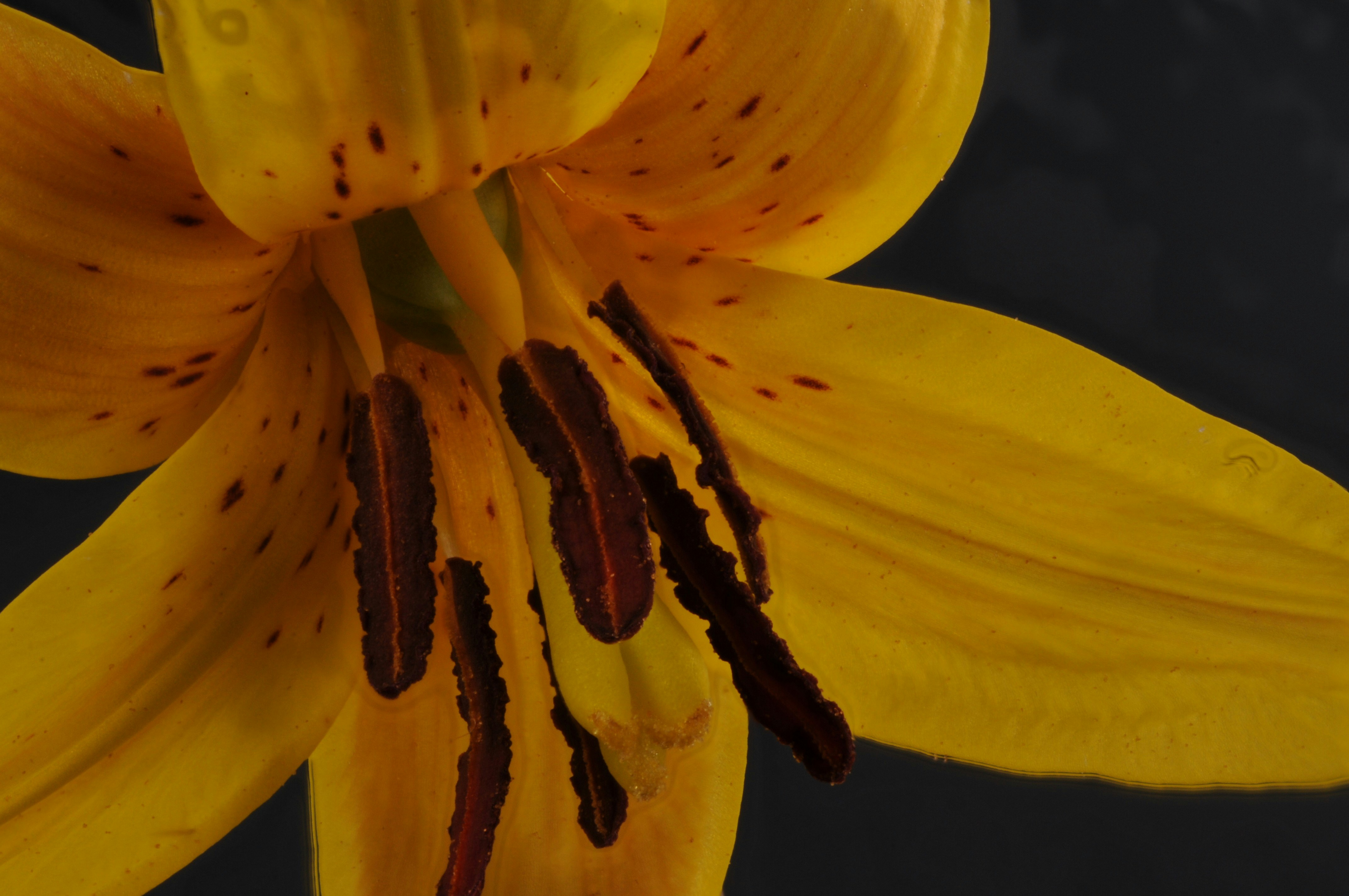 Yellow Lily Stamen in Focus Against Velvet Darkness