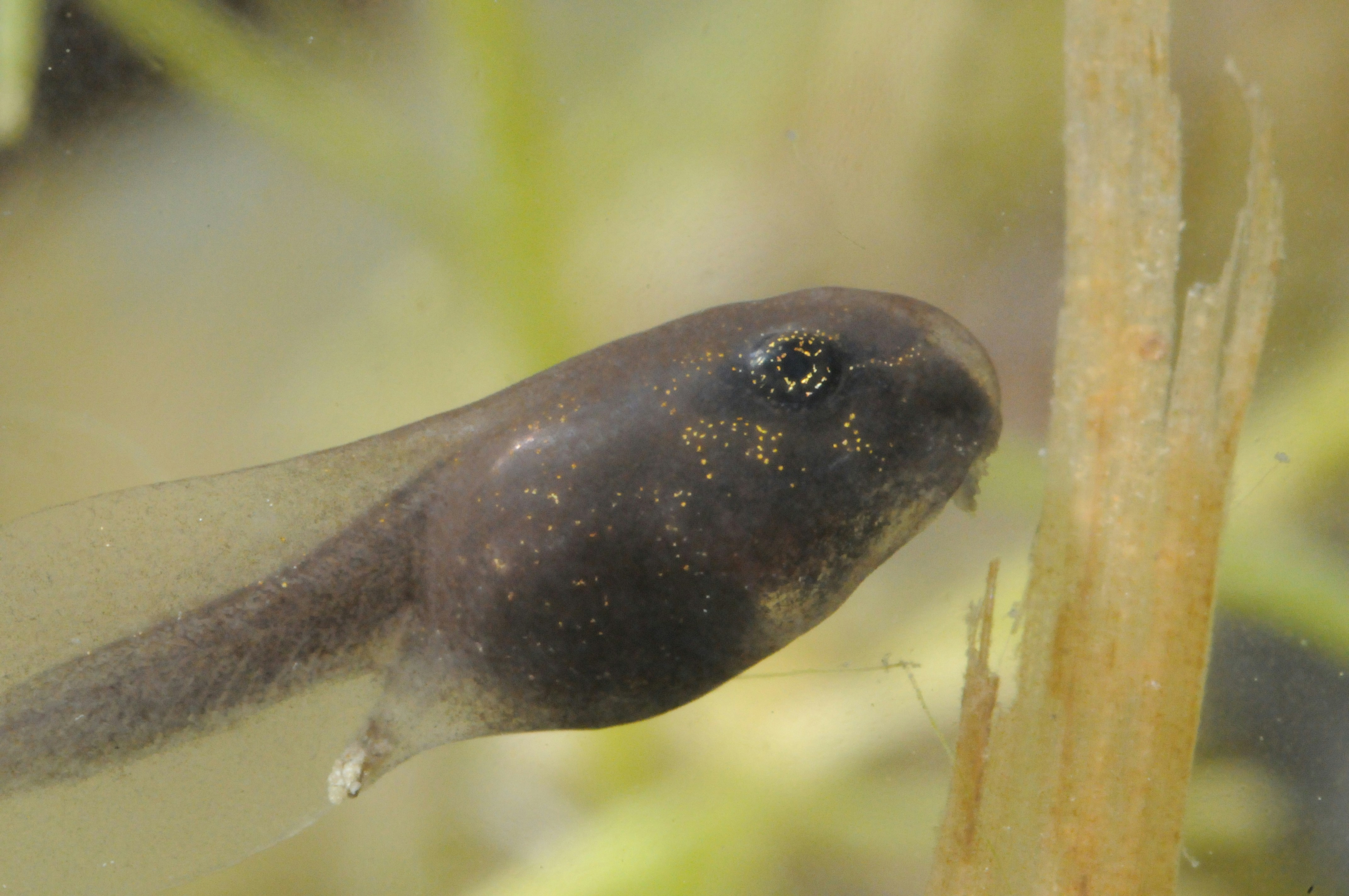 Close-up of a Ghostlike Gudgeon Amid Submerged Grasses