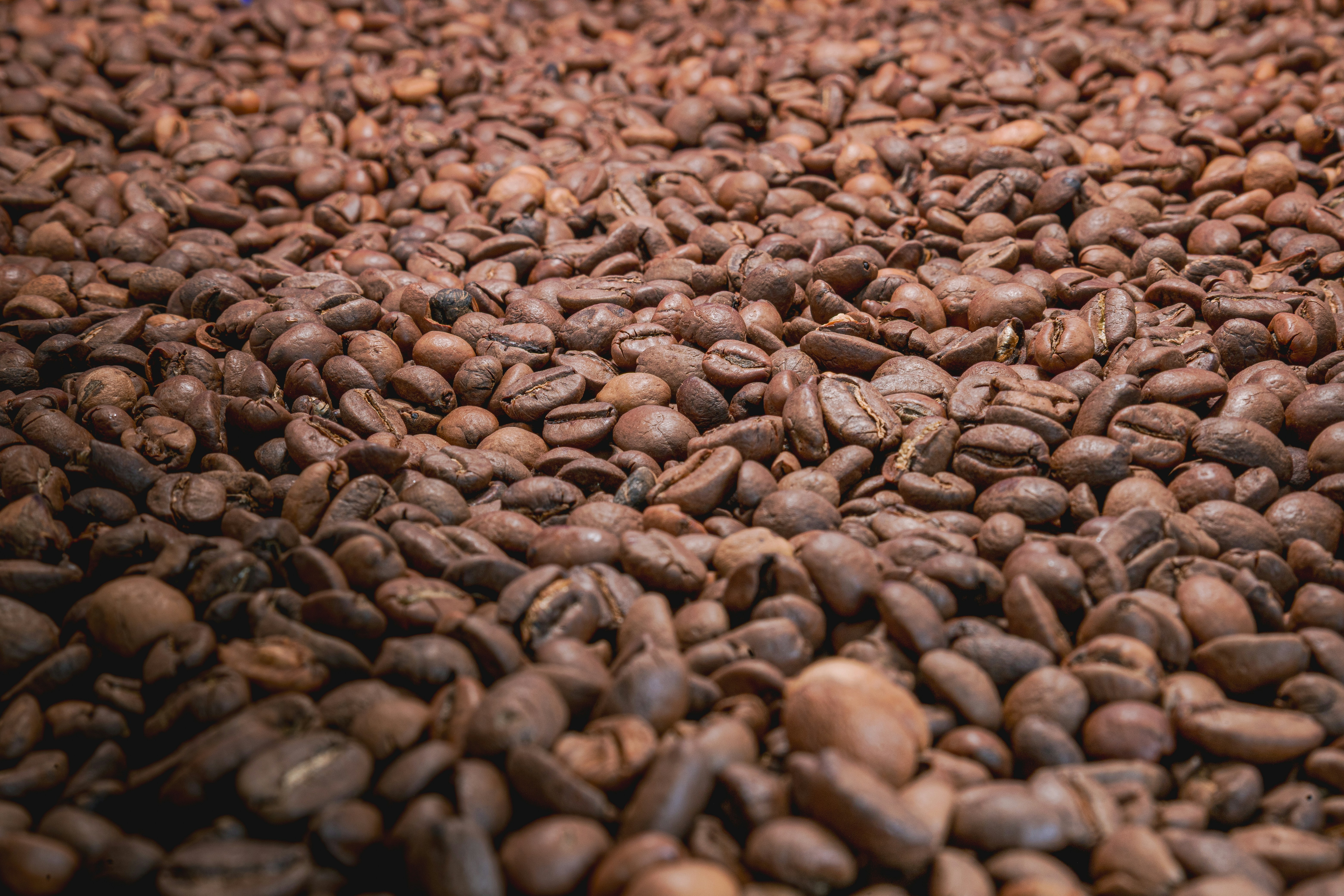 Field of Grounded Riches: A Close Closer Look at Roasted Beans