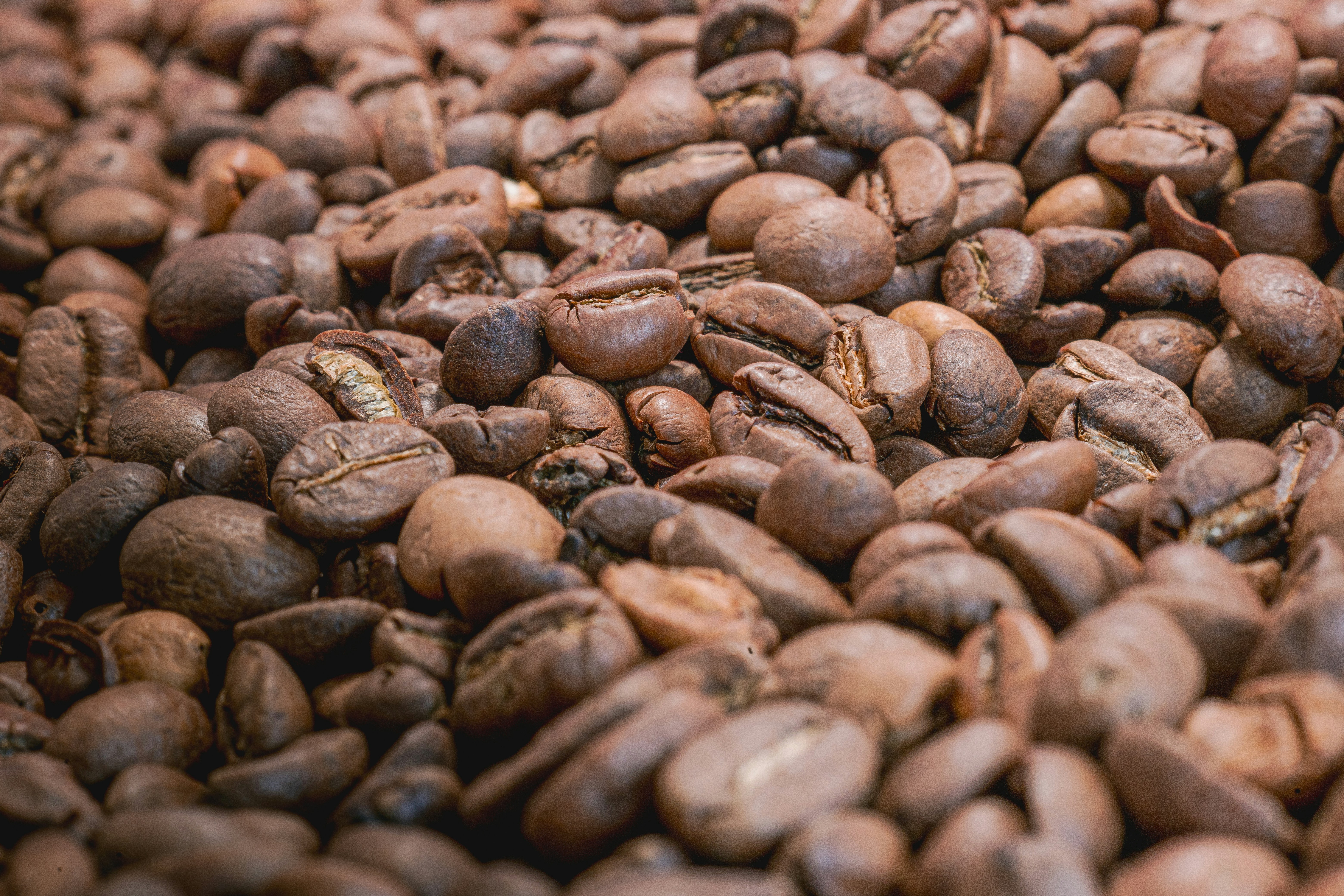 Midday Roast: a Sea of Cocoa-Brown Coffee Beans