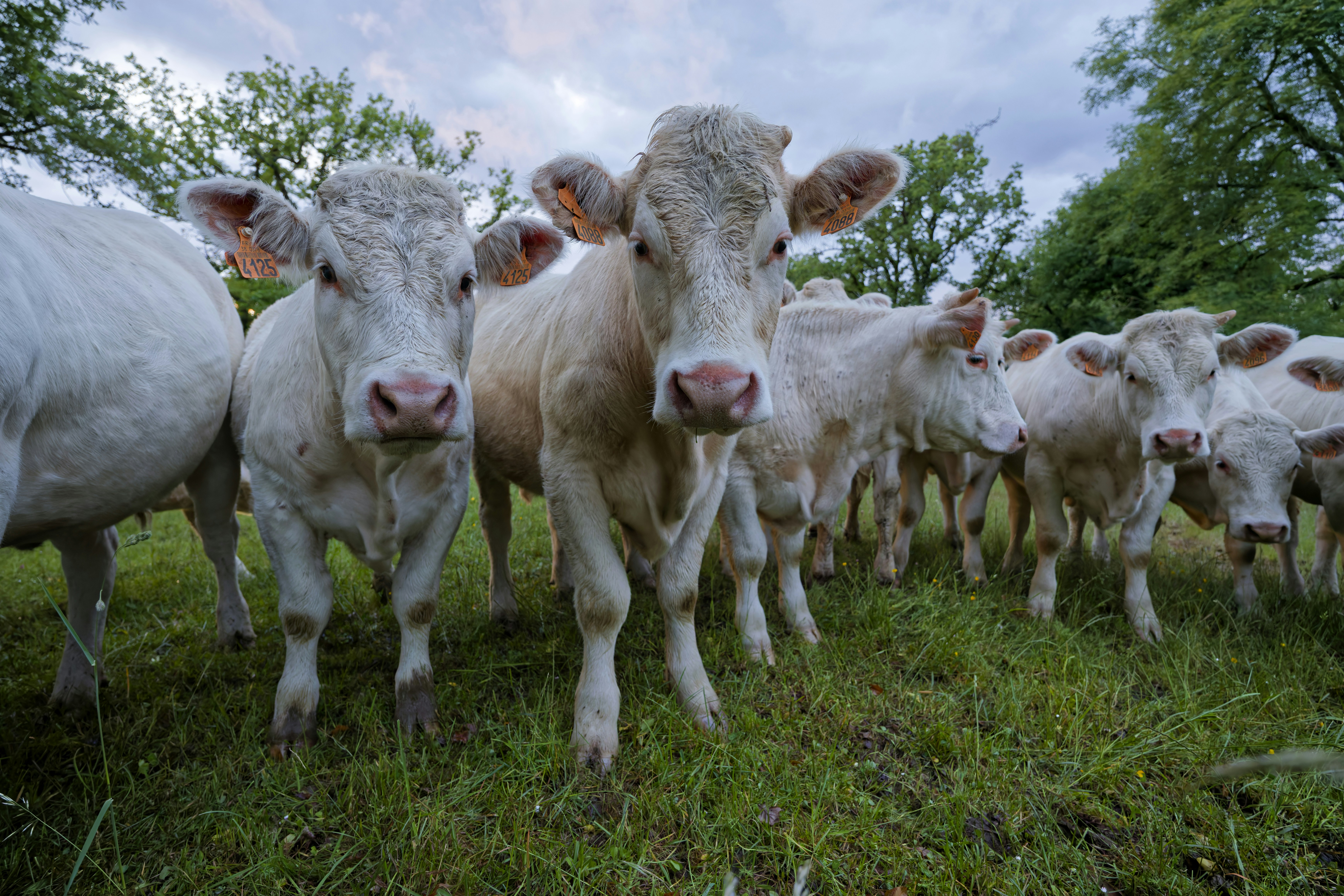Curious Herd Gaze: A Close-Up of White Cattle in a Lush Pasture